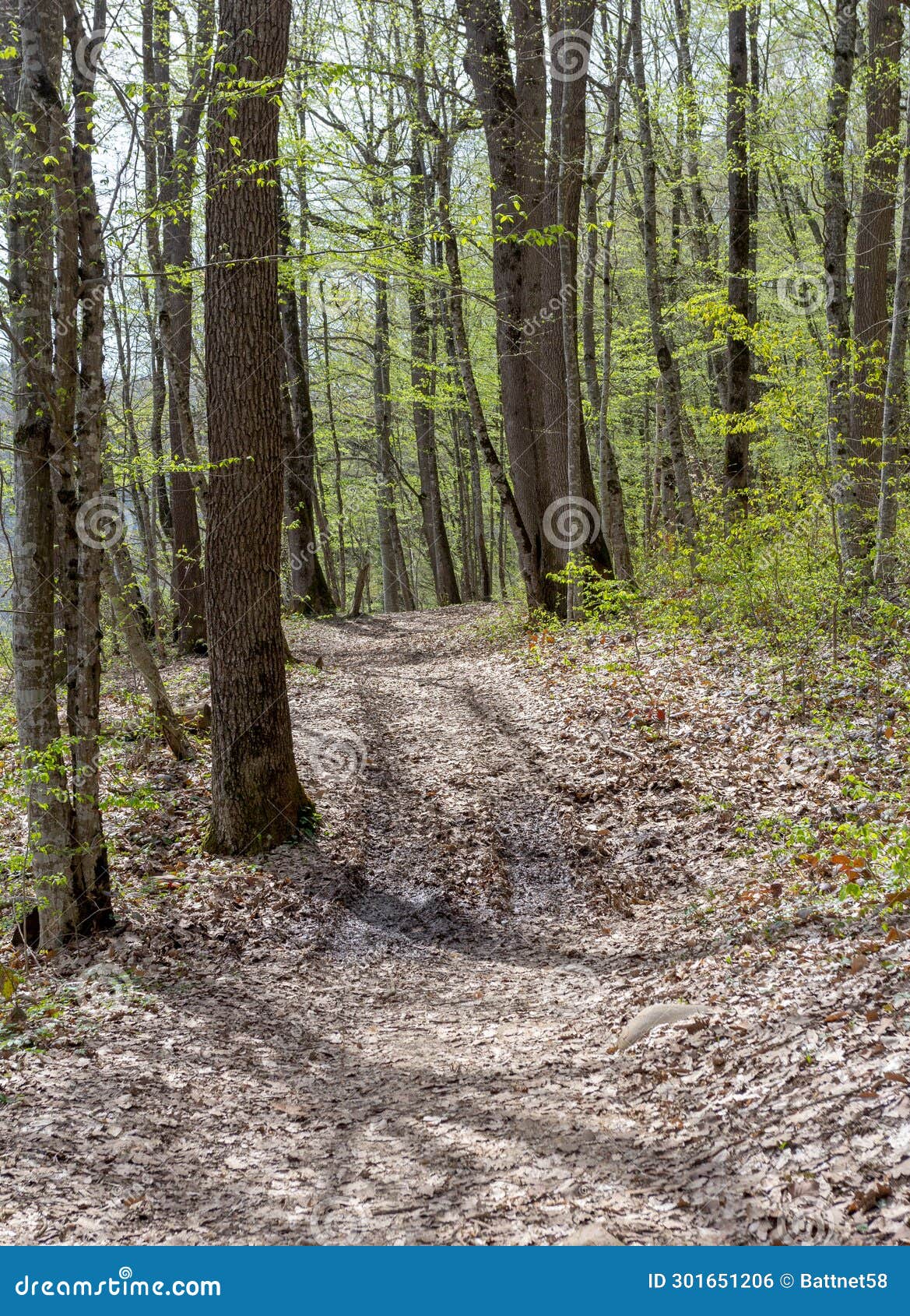 The Beginning of the Spring Season , Nature Walks in the Forest Stock ...