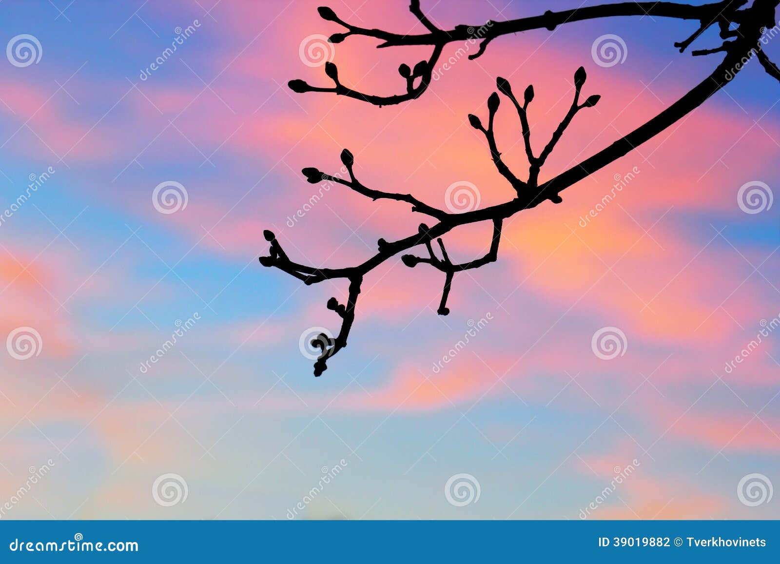 Beginning of Spring stock photo. Image of orange, branches - 39019882