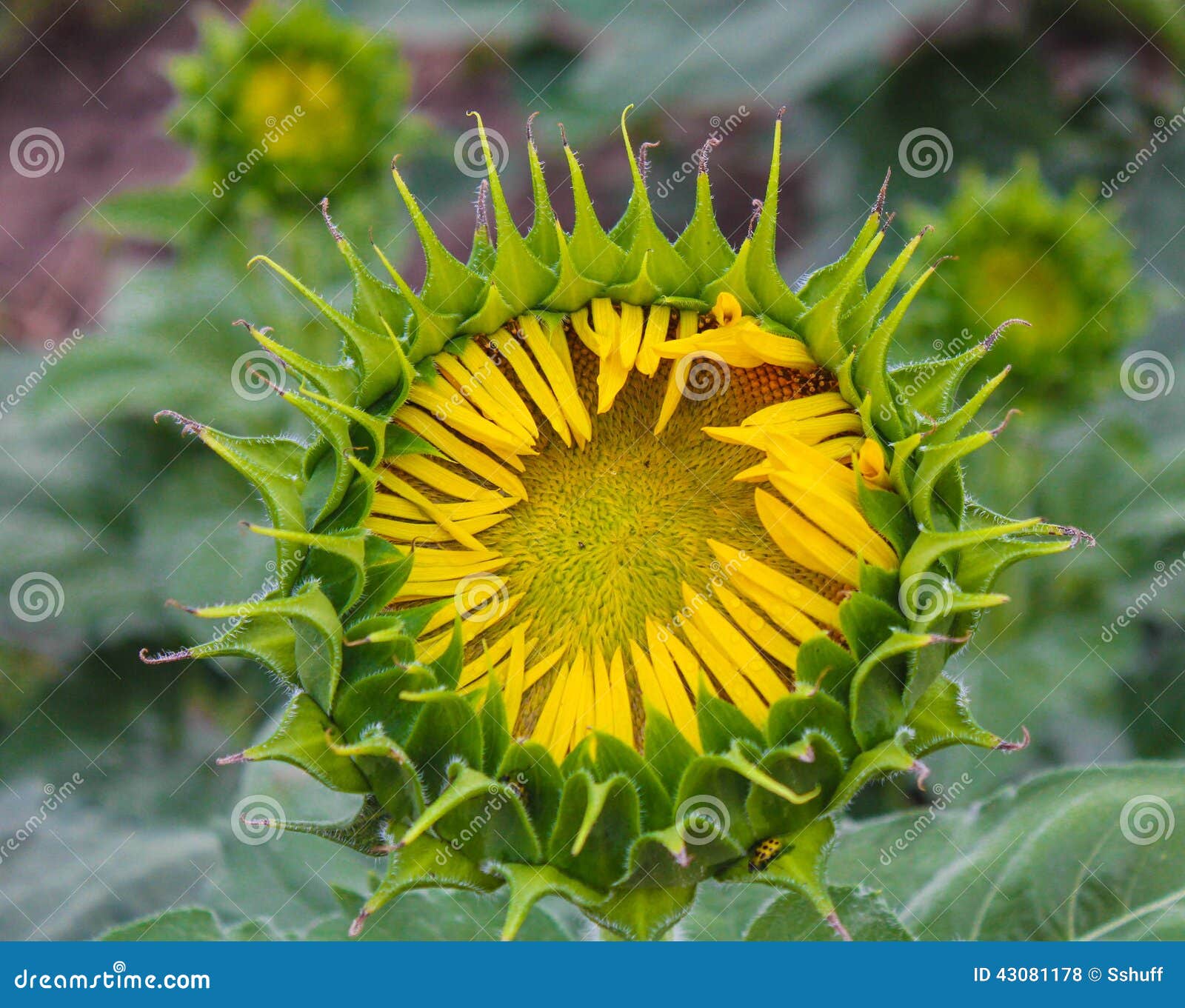 Beginning Sunflower stock photo. Image of blossom, open - 43081178