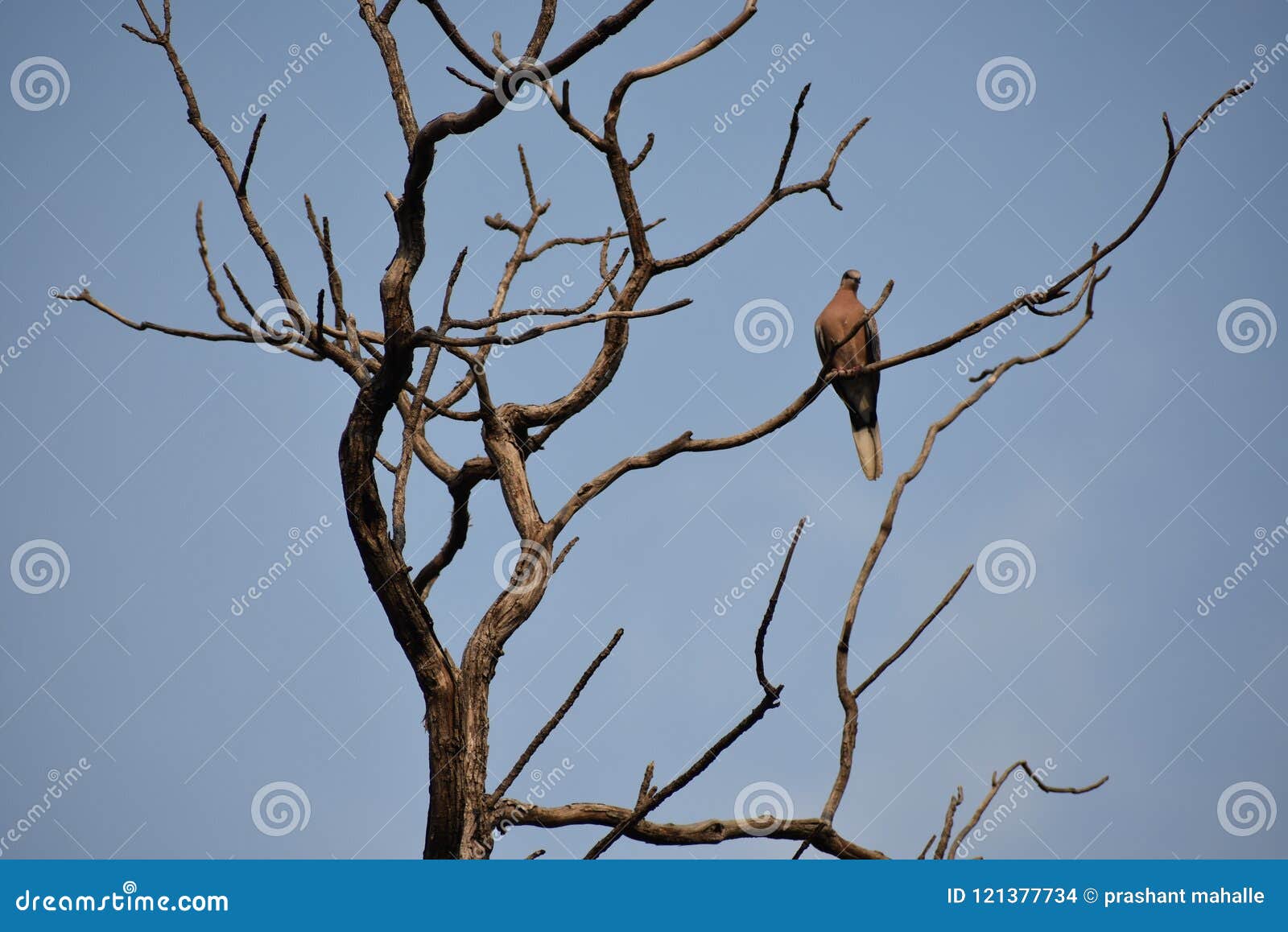 Beginning Tree stock photo. Image of beautyoftreewithbird - 121377734