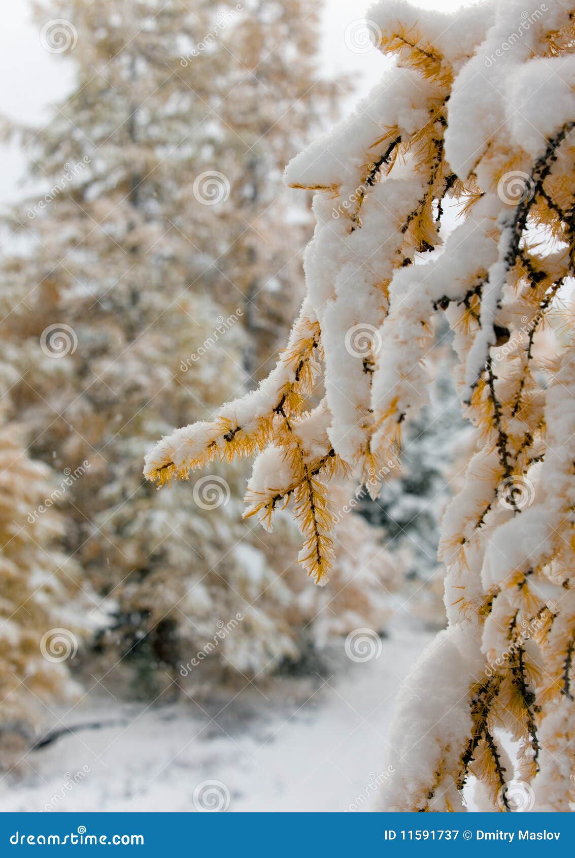 The beginning of winter stock image. Image of winter - 11591737