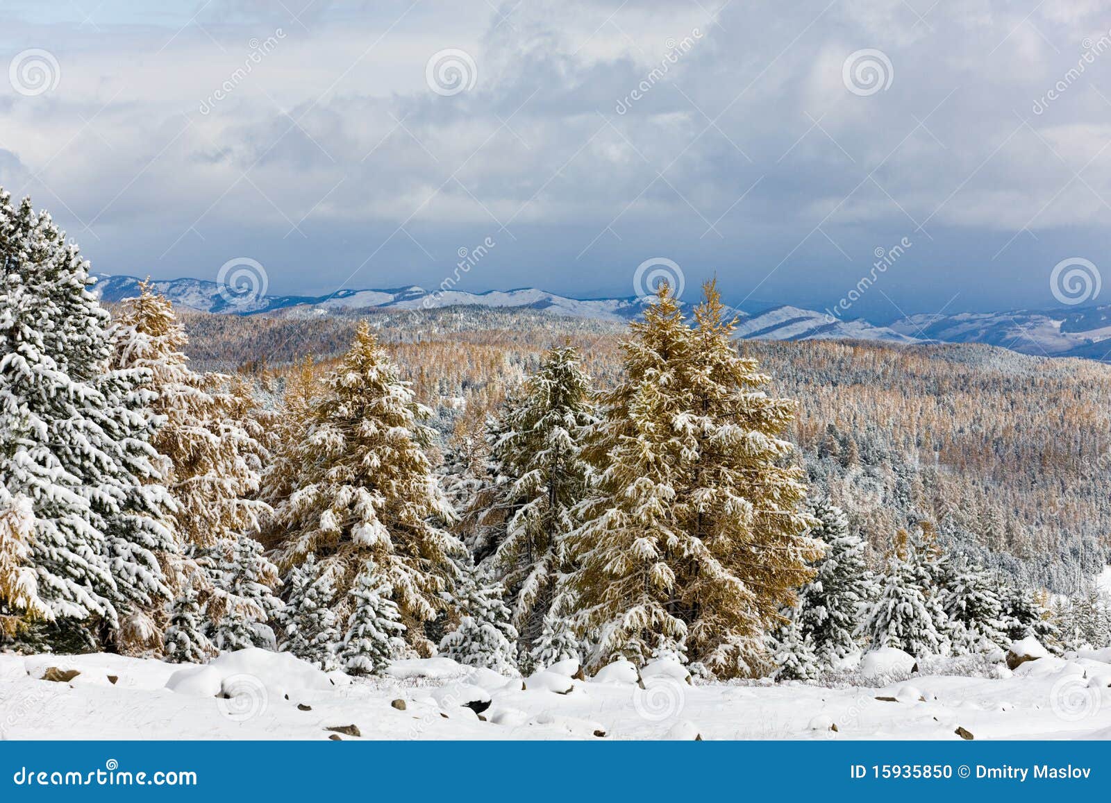 The beginning of winter stock photo. Image of yellow - 15935850