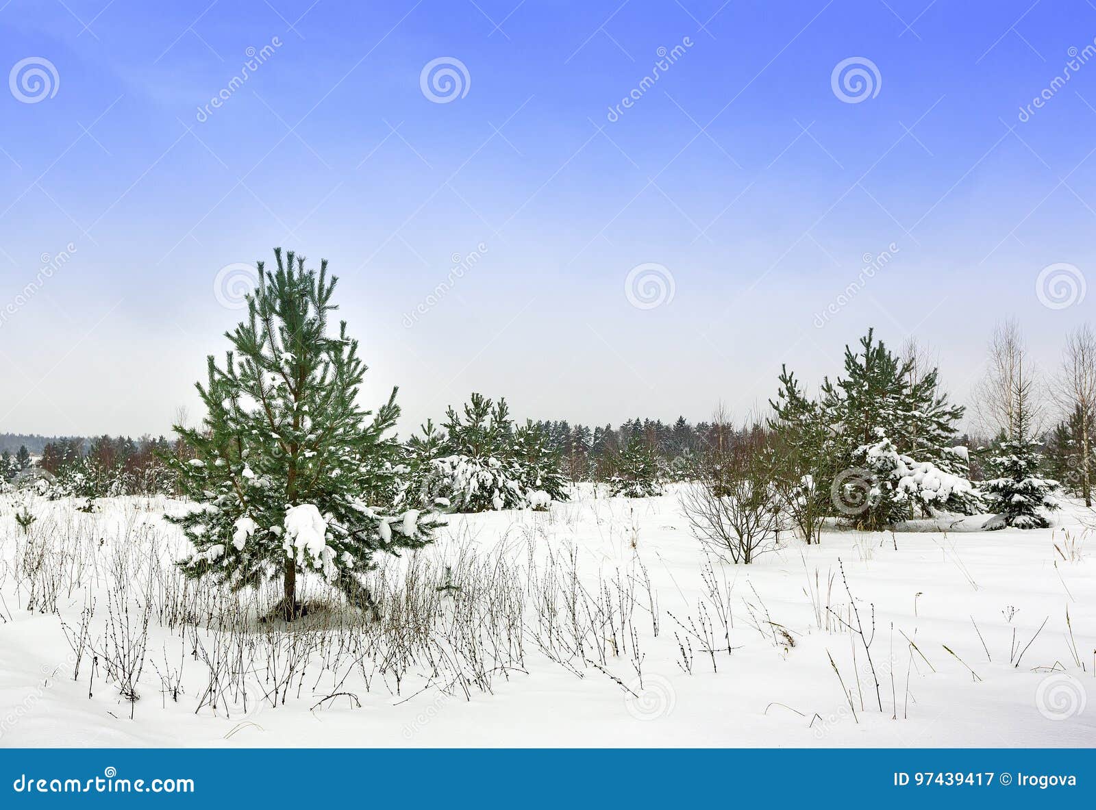 Beginning of winter stock image. Image of light, beginning - 97439417