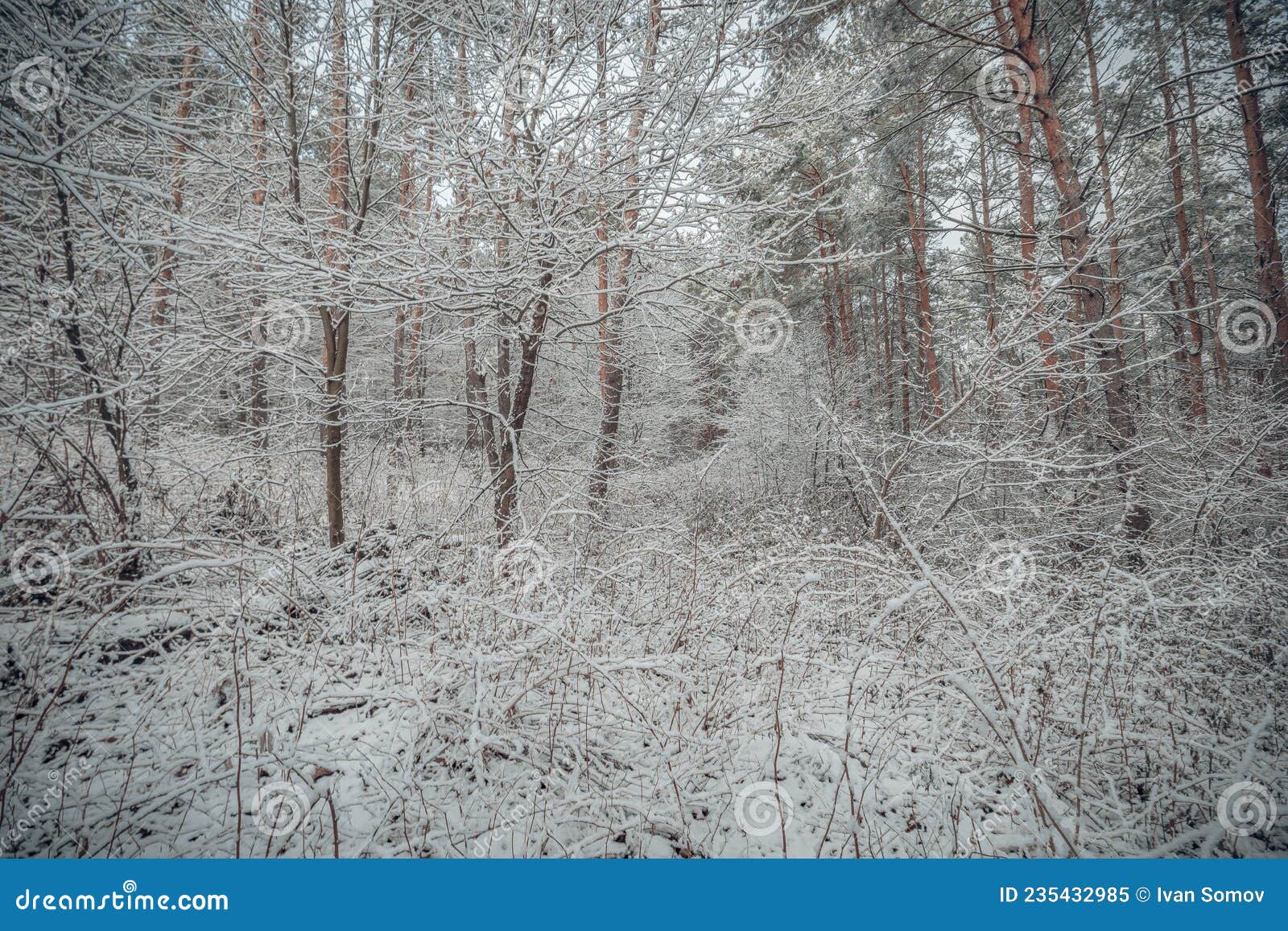 The Beginning of Winter in the Forest in November Stock Image - Image ...