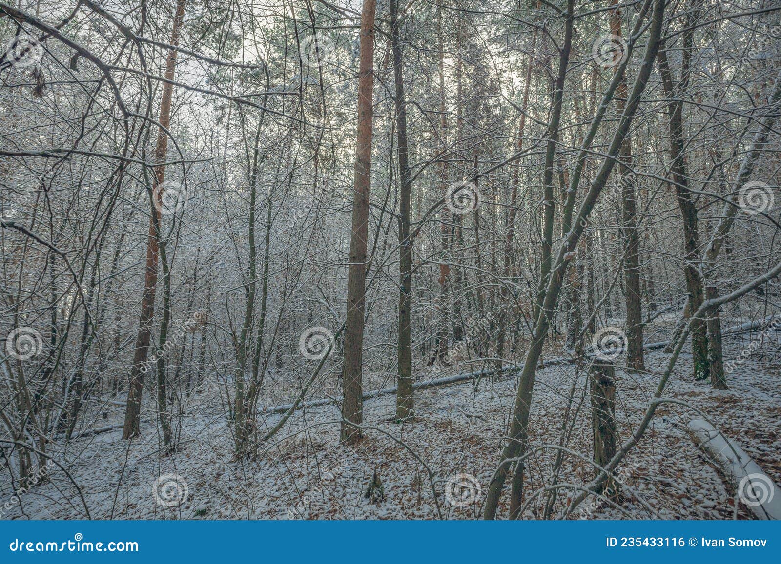 The Beginning of Winter in the Forest in November Stock Photo - Image ...