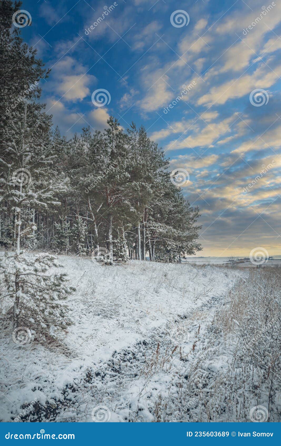 The Beginning of Winter in the Forest in November Stock Image - Image ...