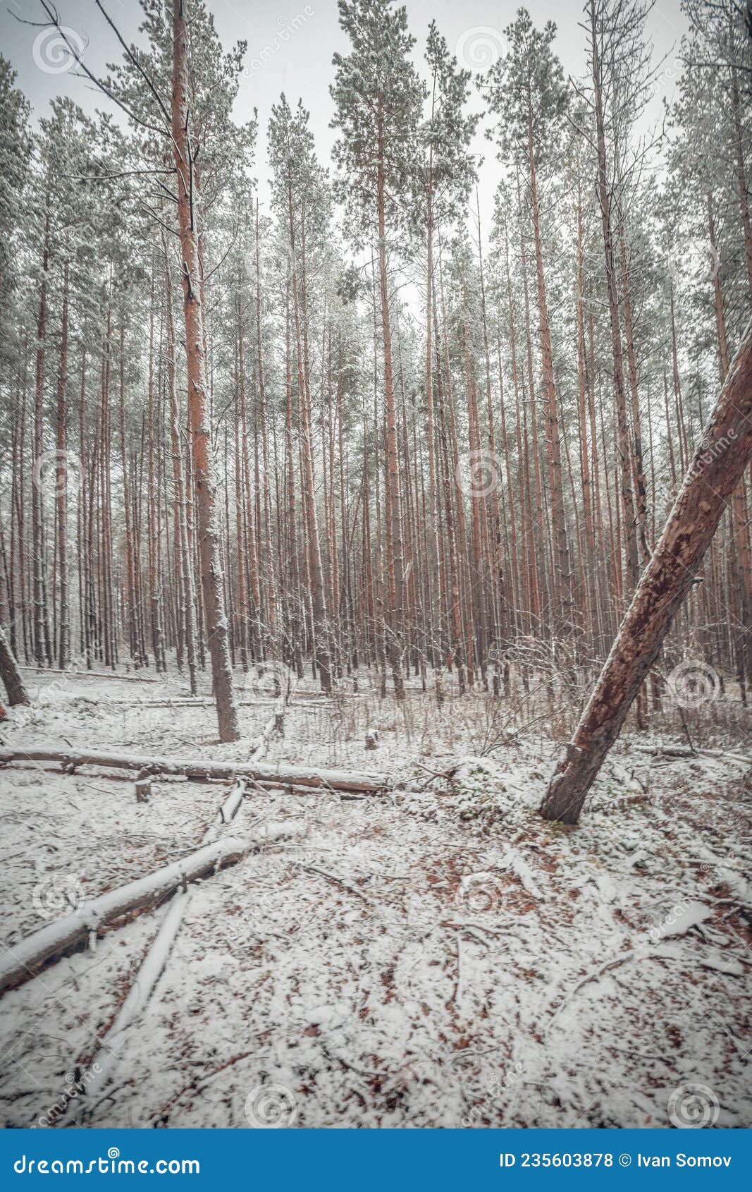 The Beginning of Winter in the Forest in November Stock Photo - Image ...