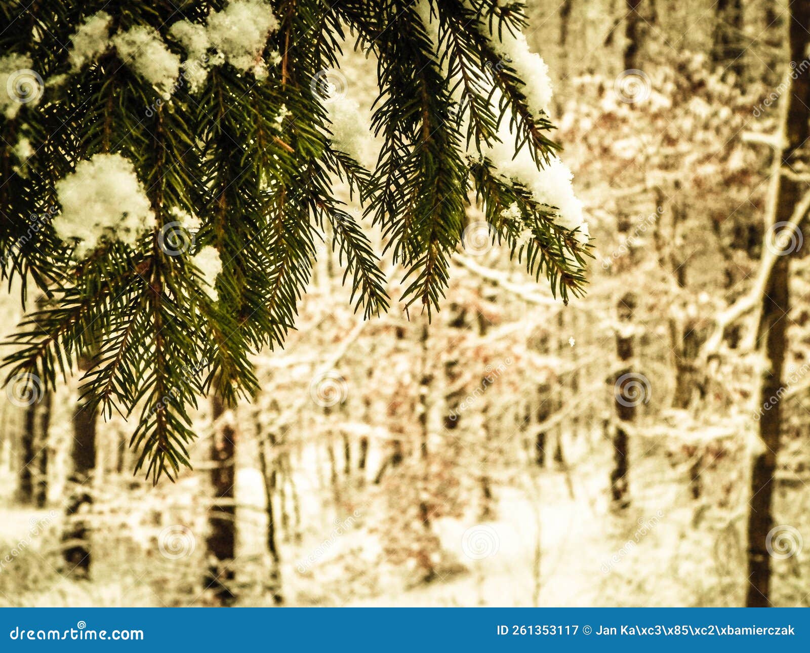 Beginning of Winter - Fresh Snow on Spruce Tree Stock Image - Image of ...