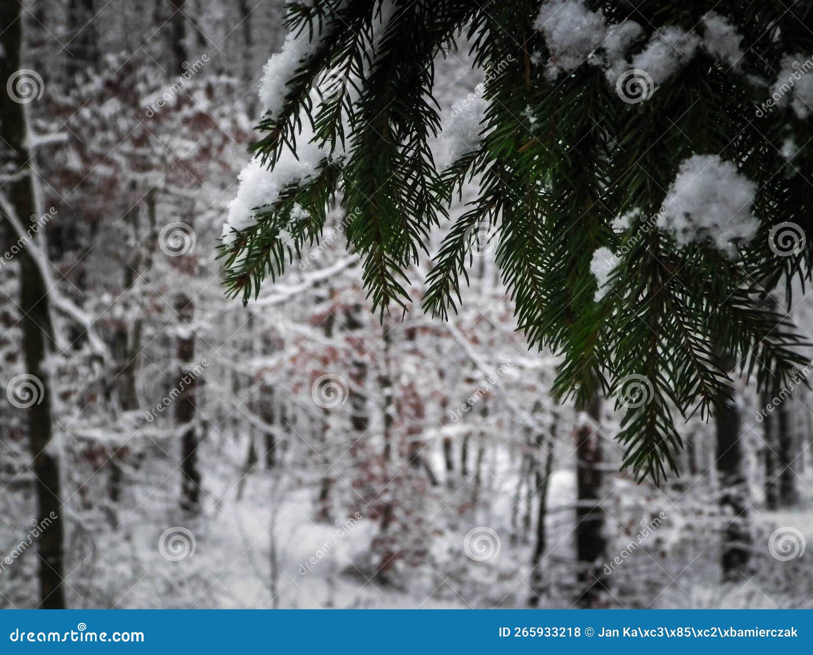 Beginning of Winter - Fresh Snow on Spruce Tree Branch Stock Photo ...