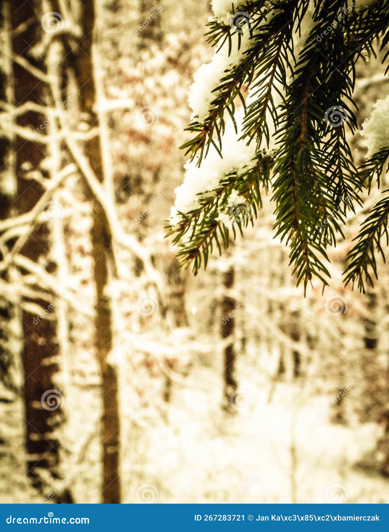 Beginning of Winter - Fresh Snow on Spruce Branch Stock Image - Image ...