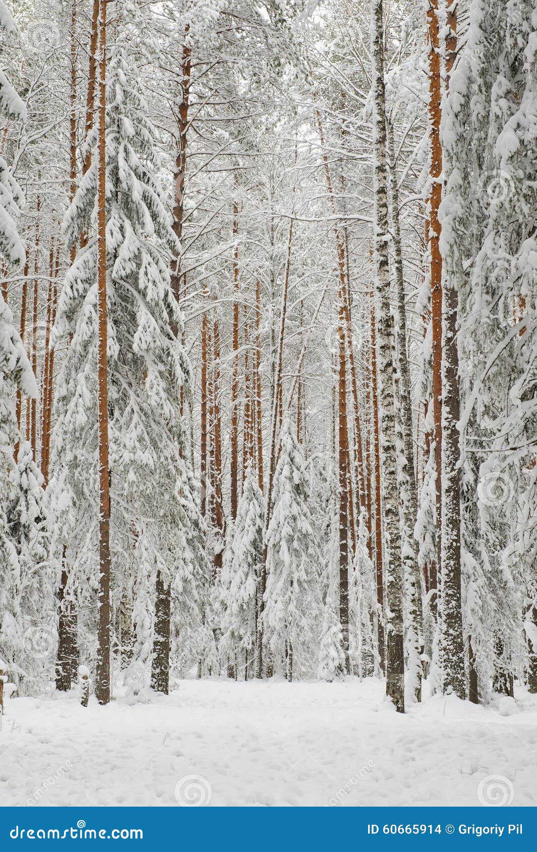 Beginning of winter stock photo. Image of autumn, forest - 60665914
