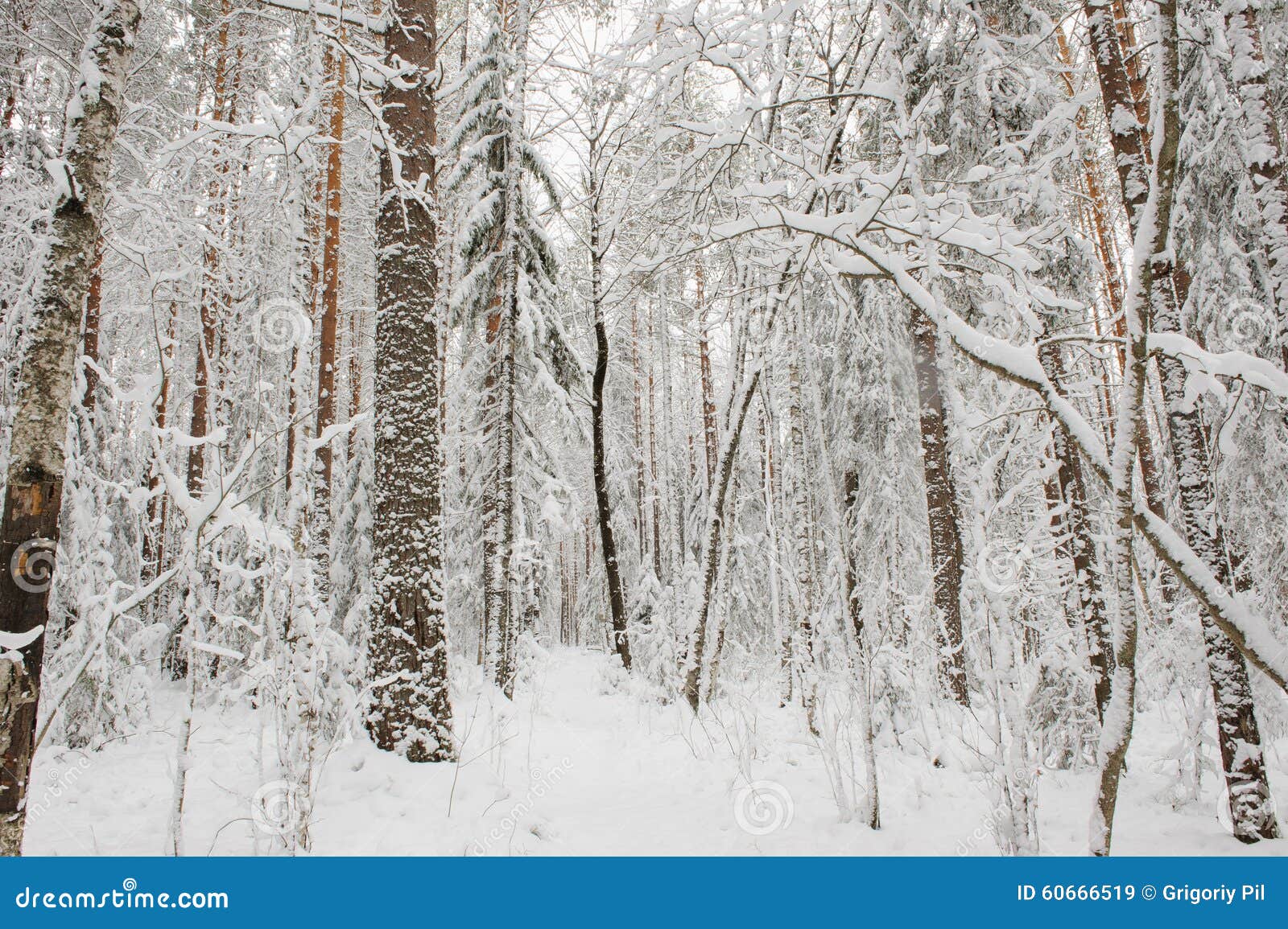 Beginning of winter stock image. Image of nordic, cold - 60666519