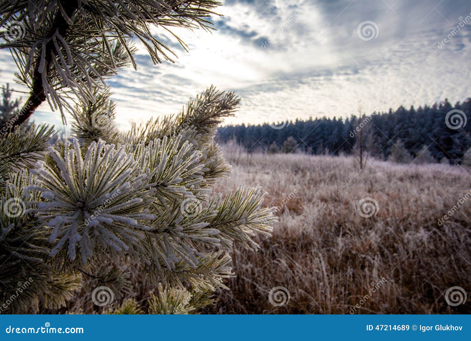 The beginning of winter stock image. Image of forest - 47214689
