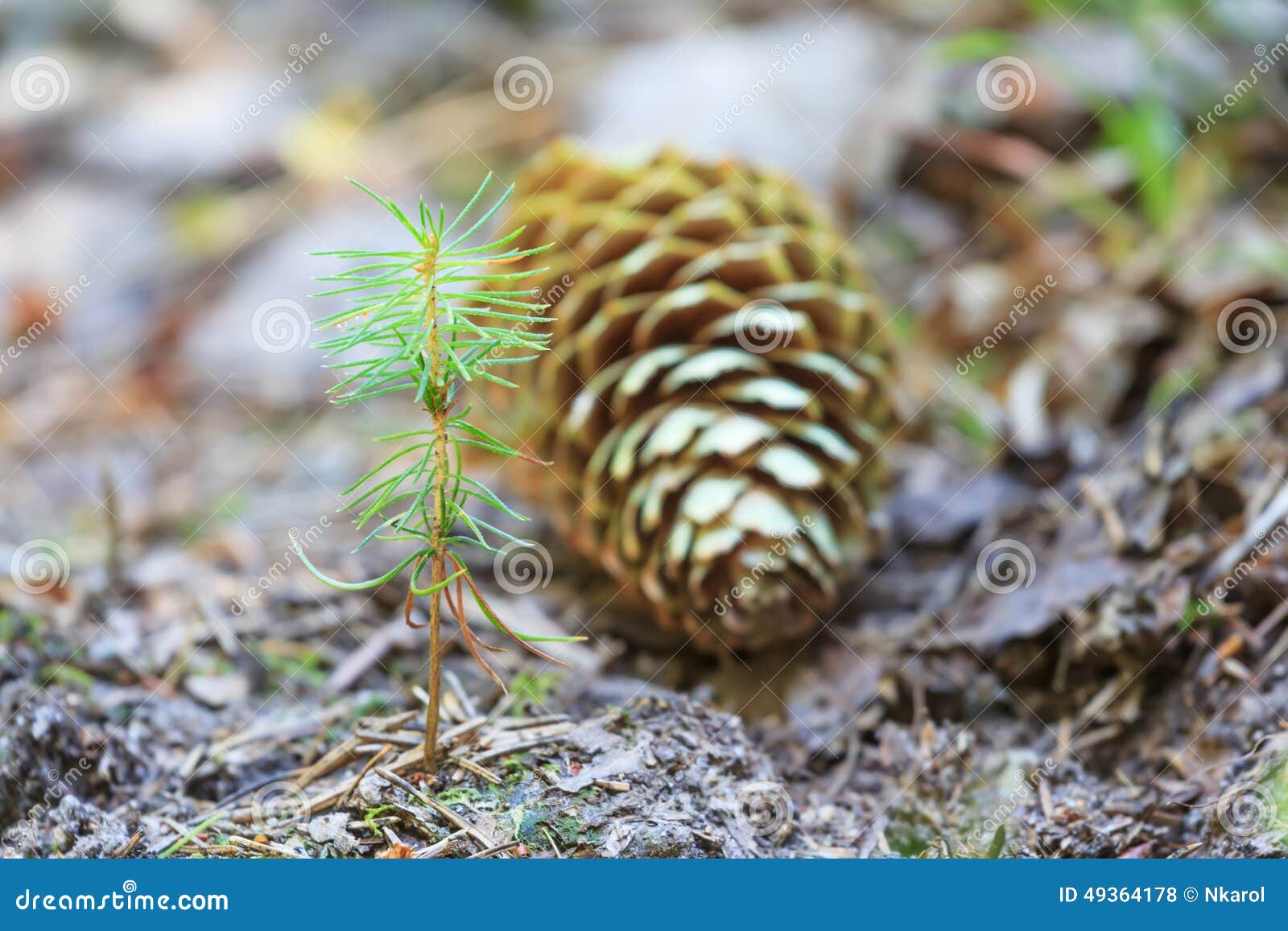 Beginning of Young Spruce Tree Life Stock Photo - Image of evergreen ...