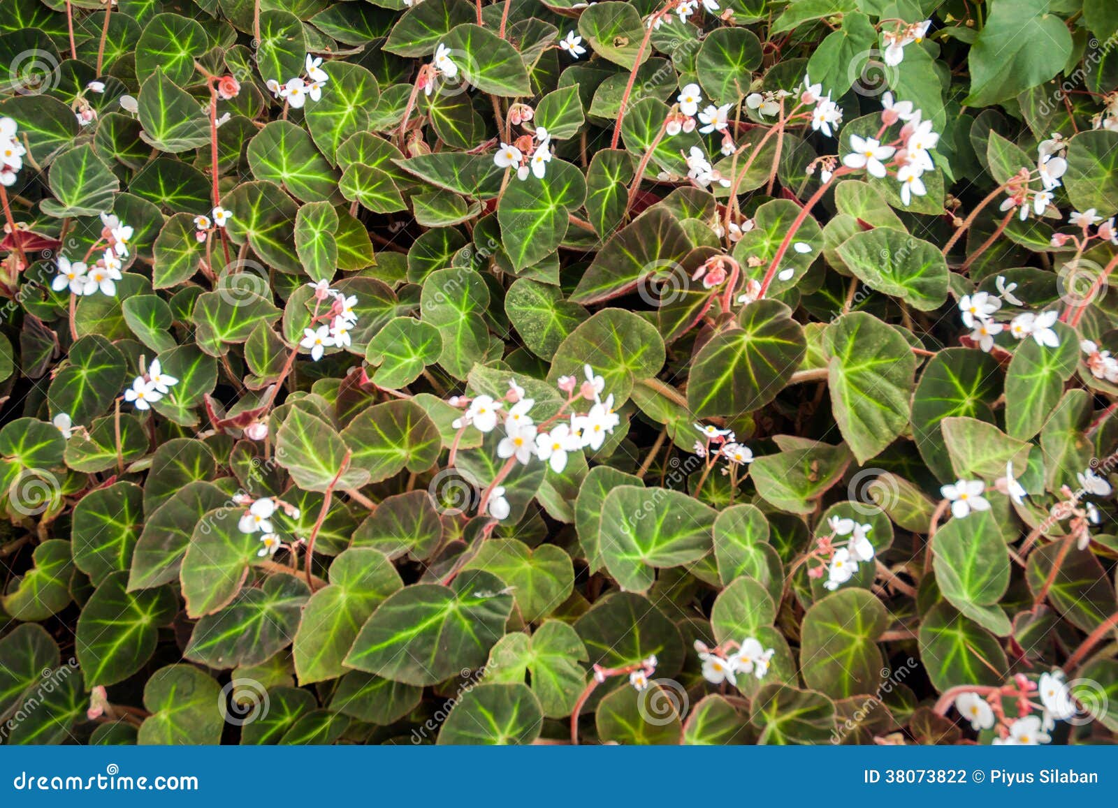 Begonia Bowerae foto de archivo. Imagen de género, parque - 38073822