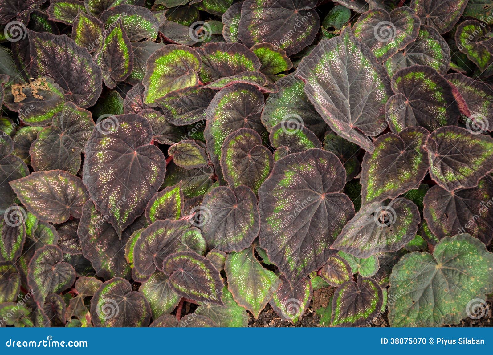 Begonia Bowerae fotografia stock. Immagine di giardino - 38075070