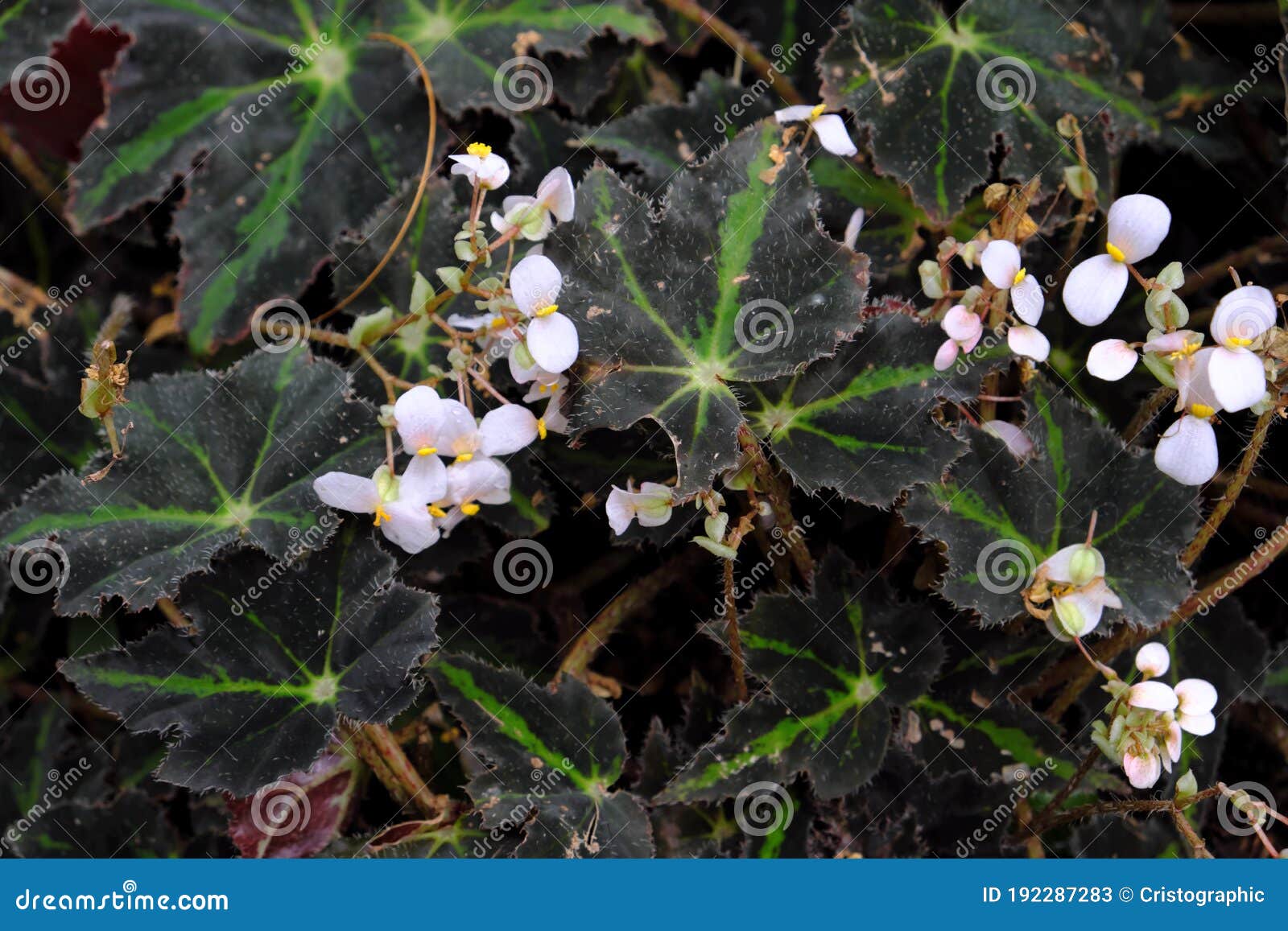 Begonia bowerae imagen de archivo. Imagen de floral - 192287283