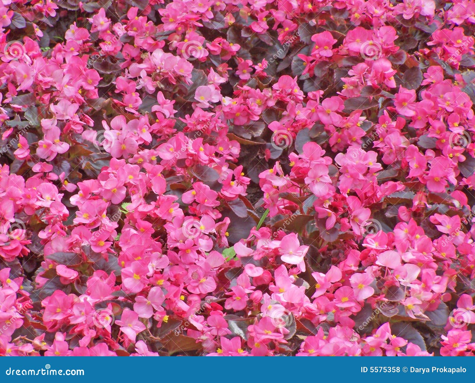 Begonia carpet stock photo. Image of leaves, pistil, floral - 5575358