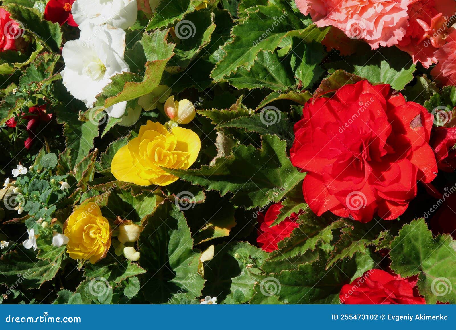 Begonia Close-up in the Garden Stock Photo - Image of petal, blossom ...