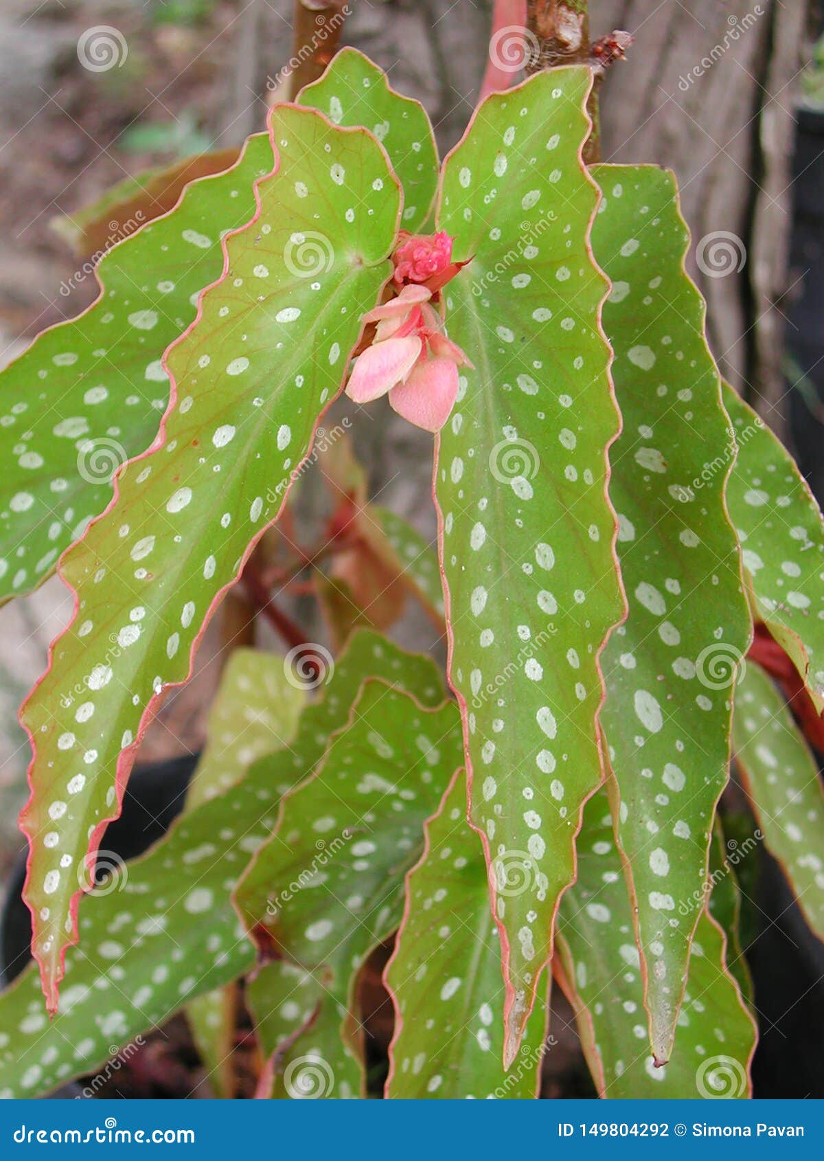 Begonia coccinea close up stock photo. Image of scarlet - 149804292