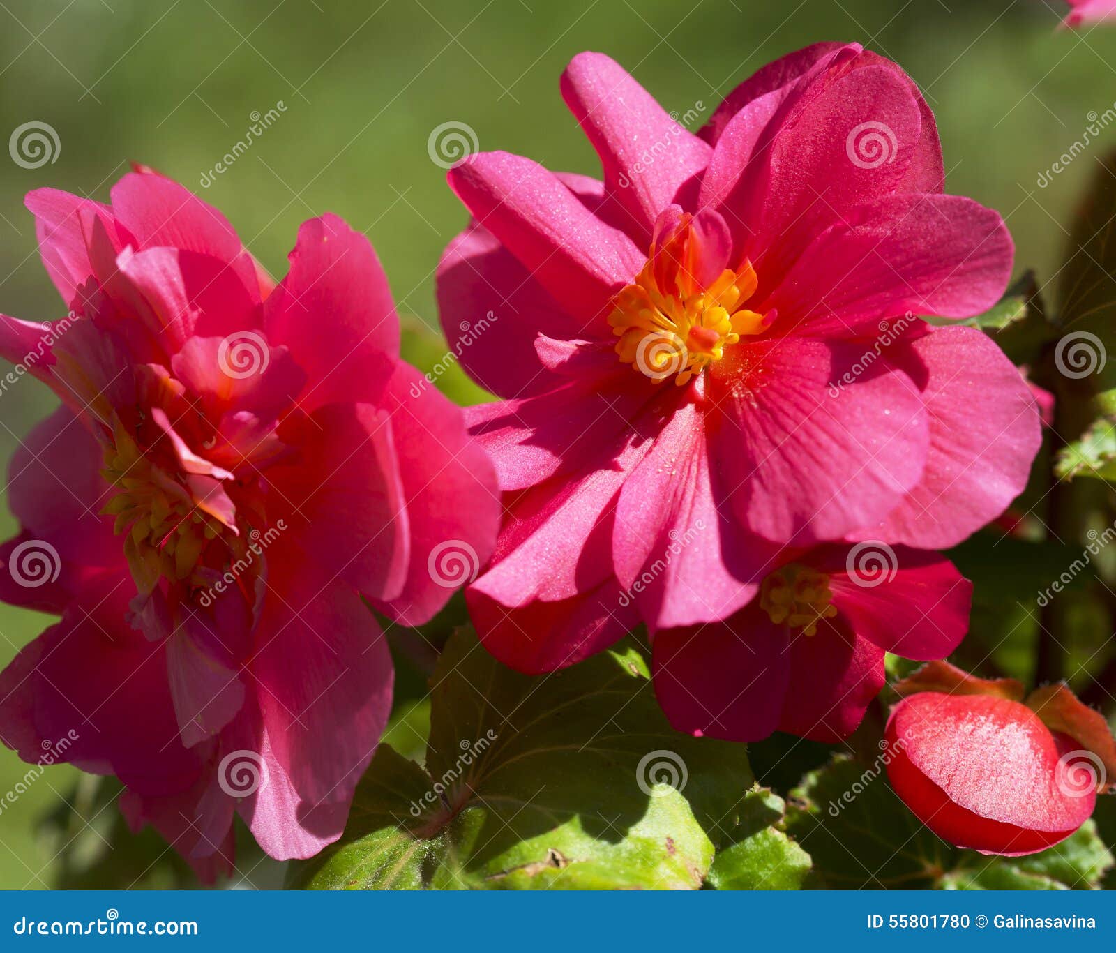 Begonia De La Flor Tuberosa Foto de archivo - Imagen de decorativo ...