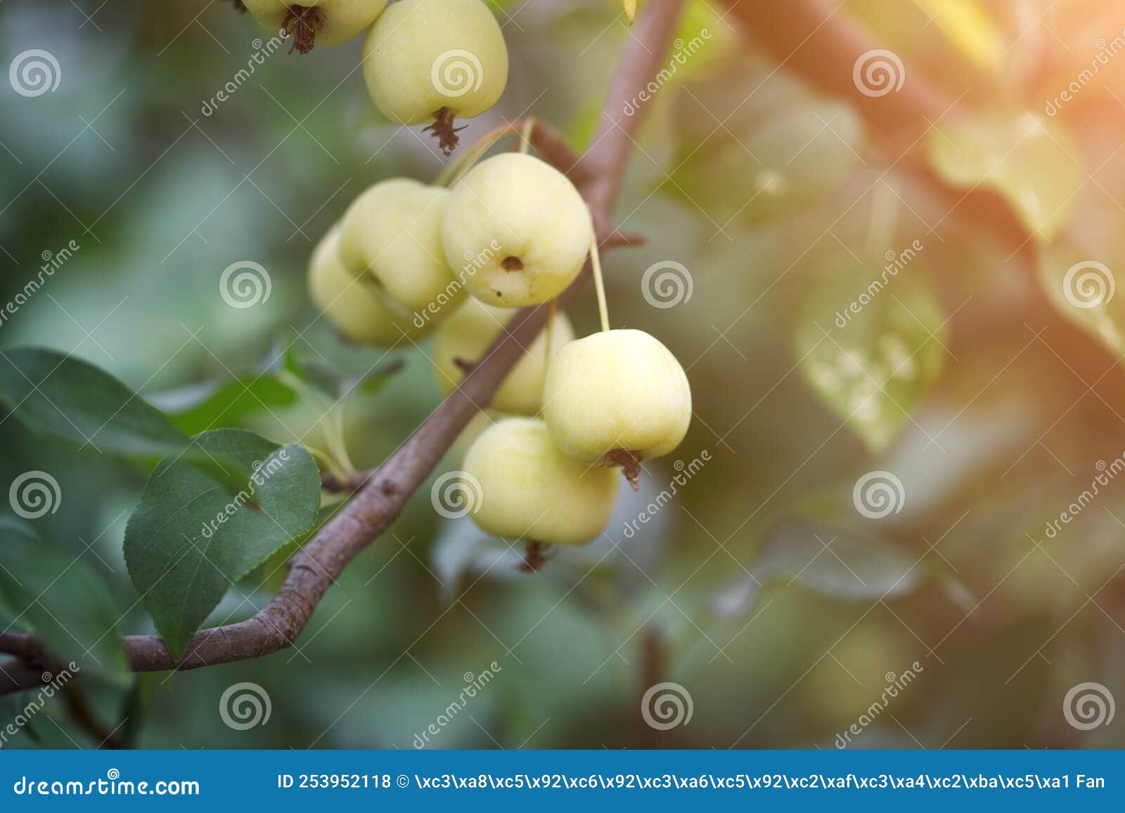 Begonia Fruit with Branches Close-up Stock Photo - Image of dense ...