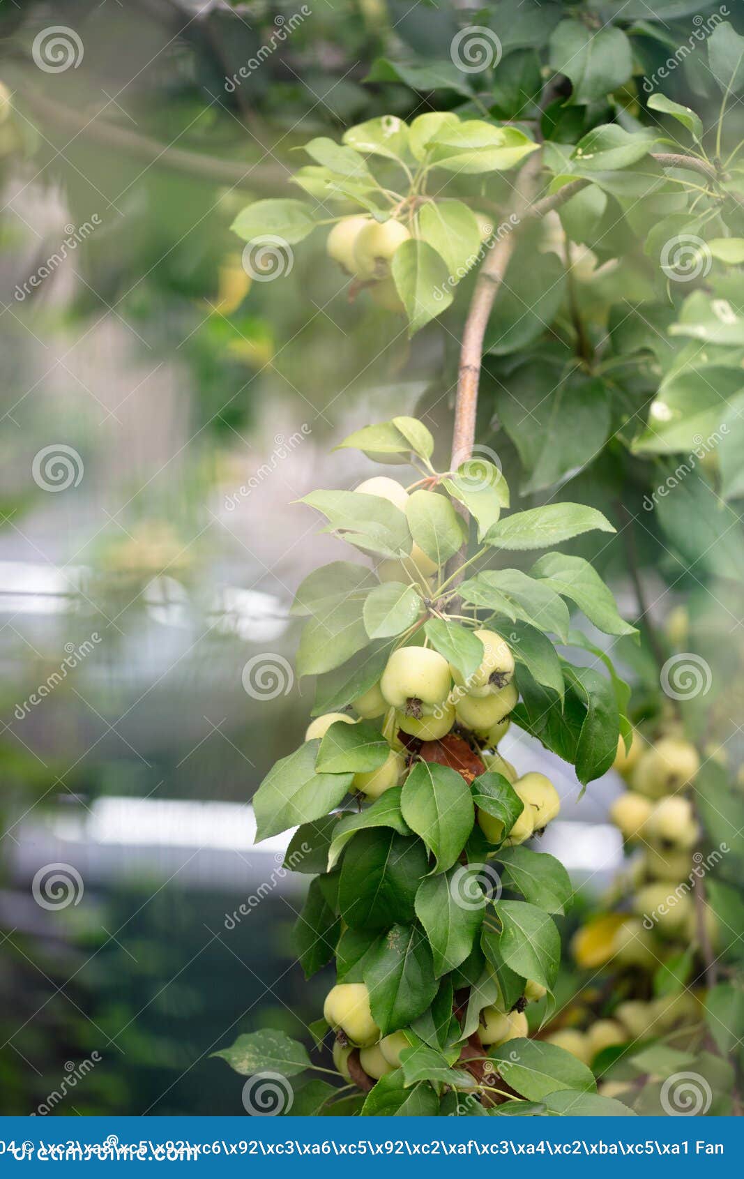 Begonia Fruit with Branches Outdoors Stock Photo - Image of blooming ...