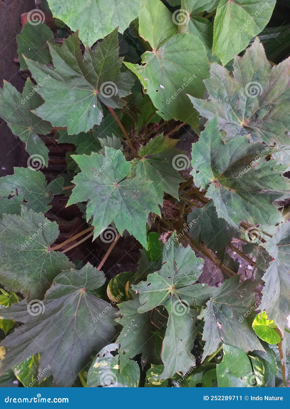 Begonia Green Star Leaves stock image. Image of wildflower - 252289711