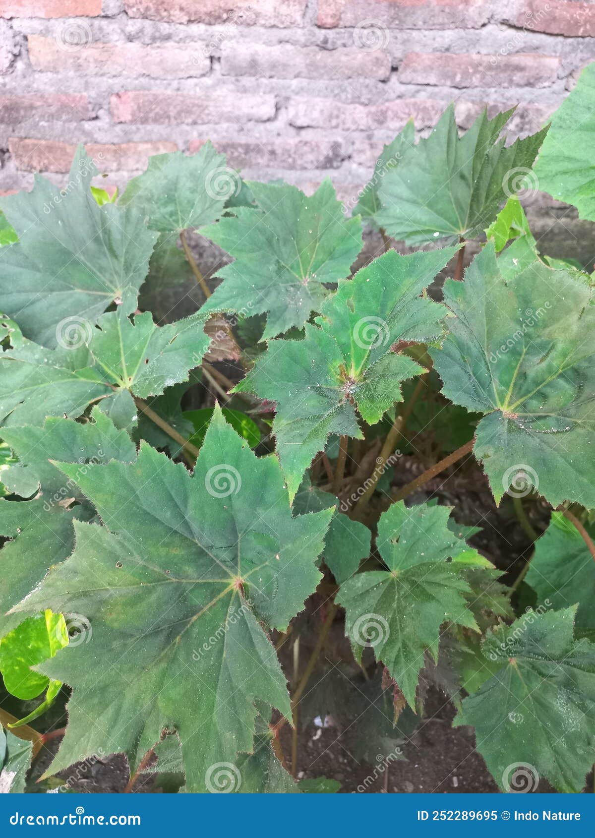 Begonia Green Star Plant stock image. Image of maple - 252289695