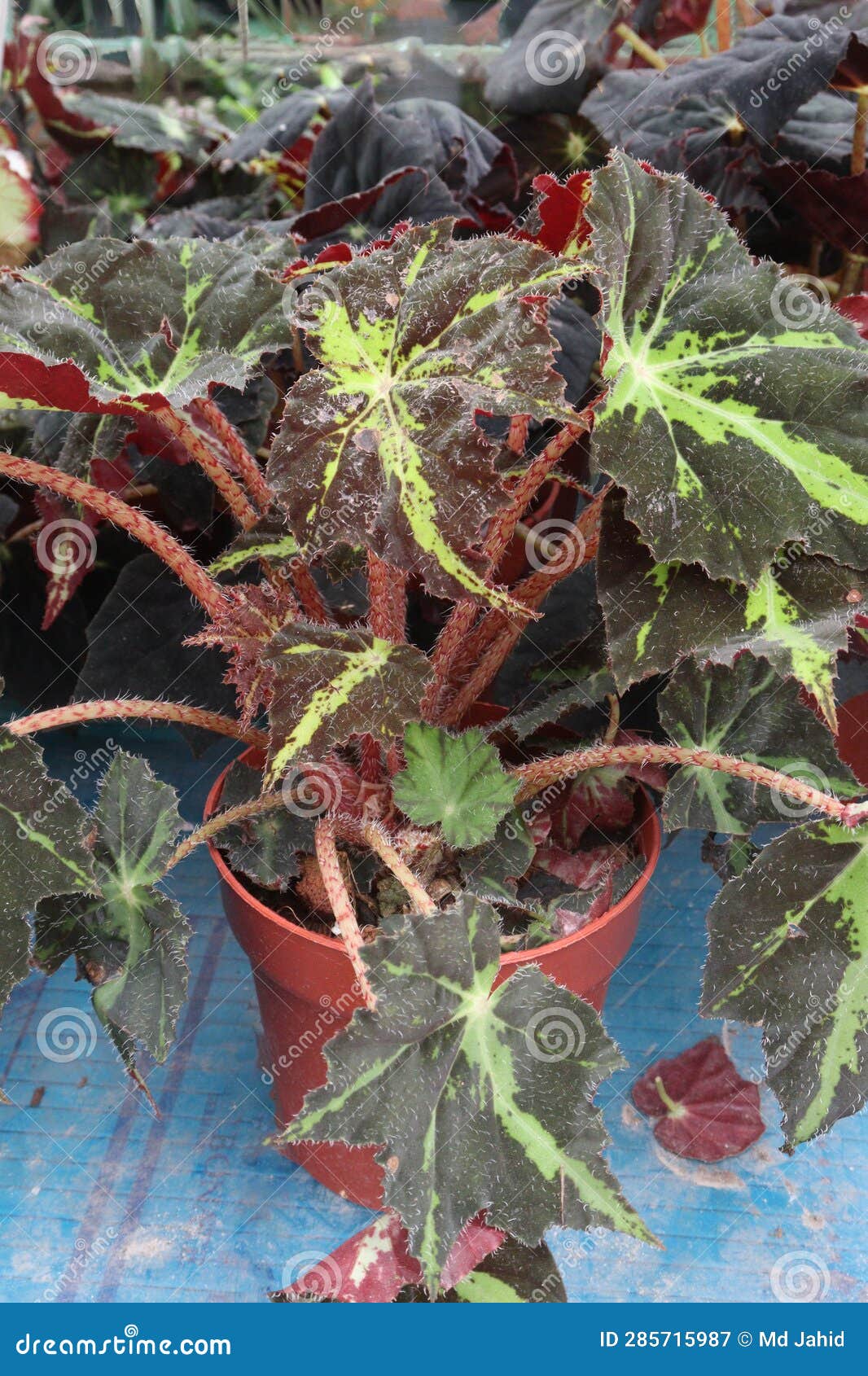 Begonia House Plants on Pot in Nursery Stock Image - Image of begonia ...