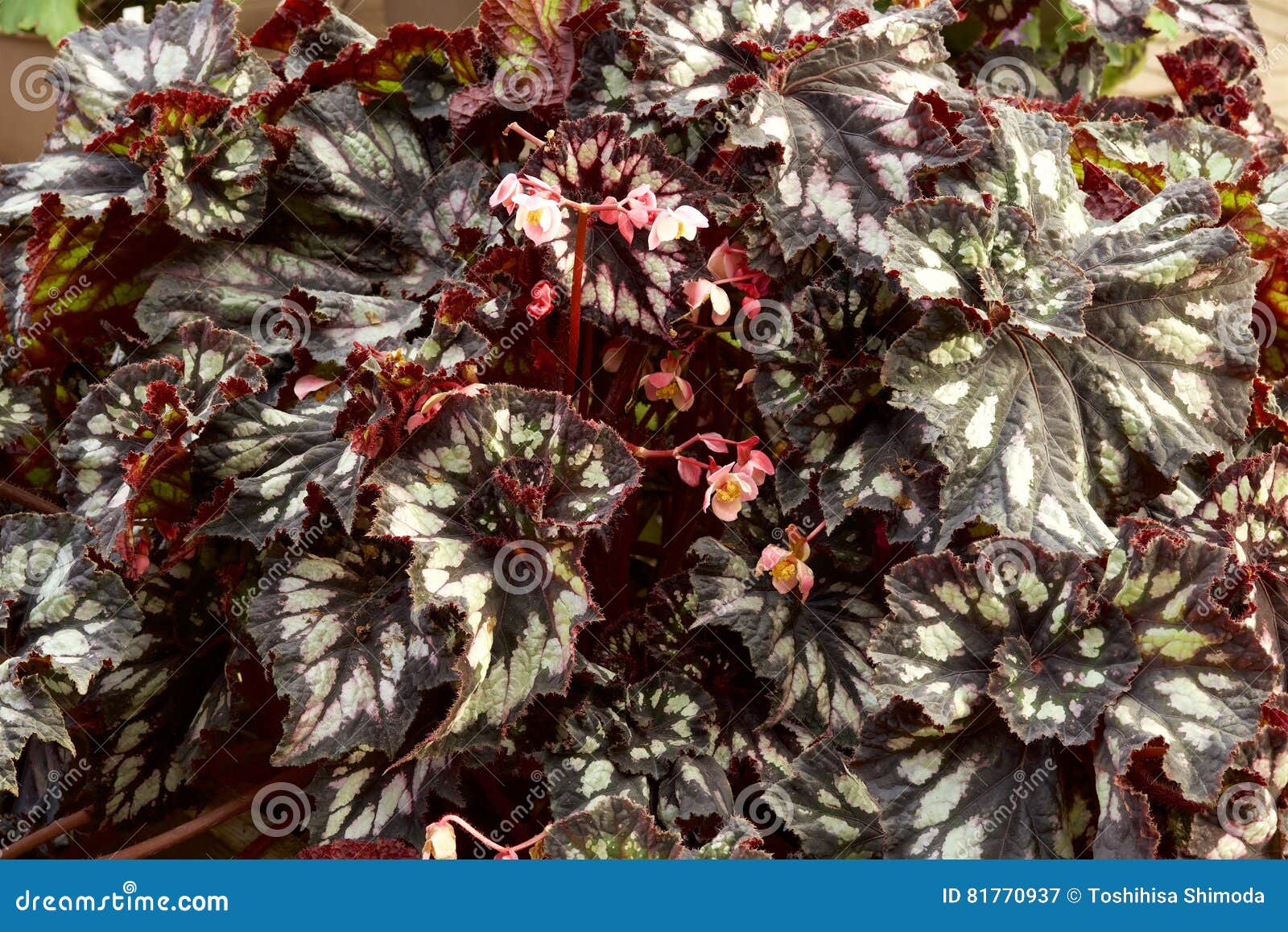 Begonia leaf stock image. Image of leaves, gradation - 81770937