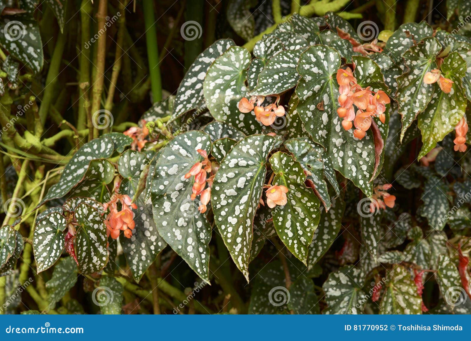 Begonia leaf stock photo. Image of field, beautiful, interior - 81770952