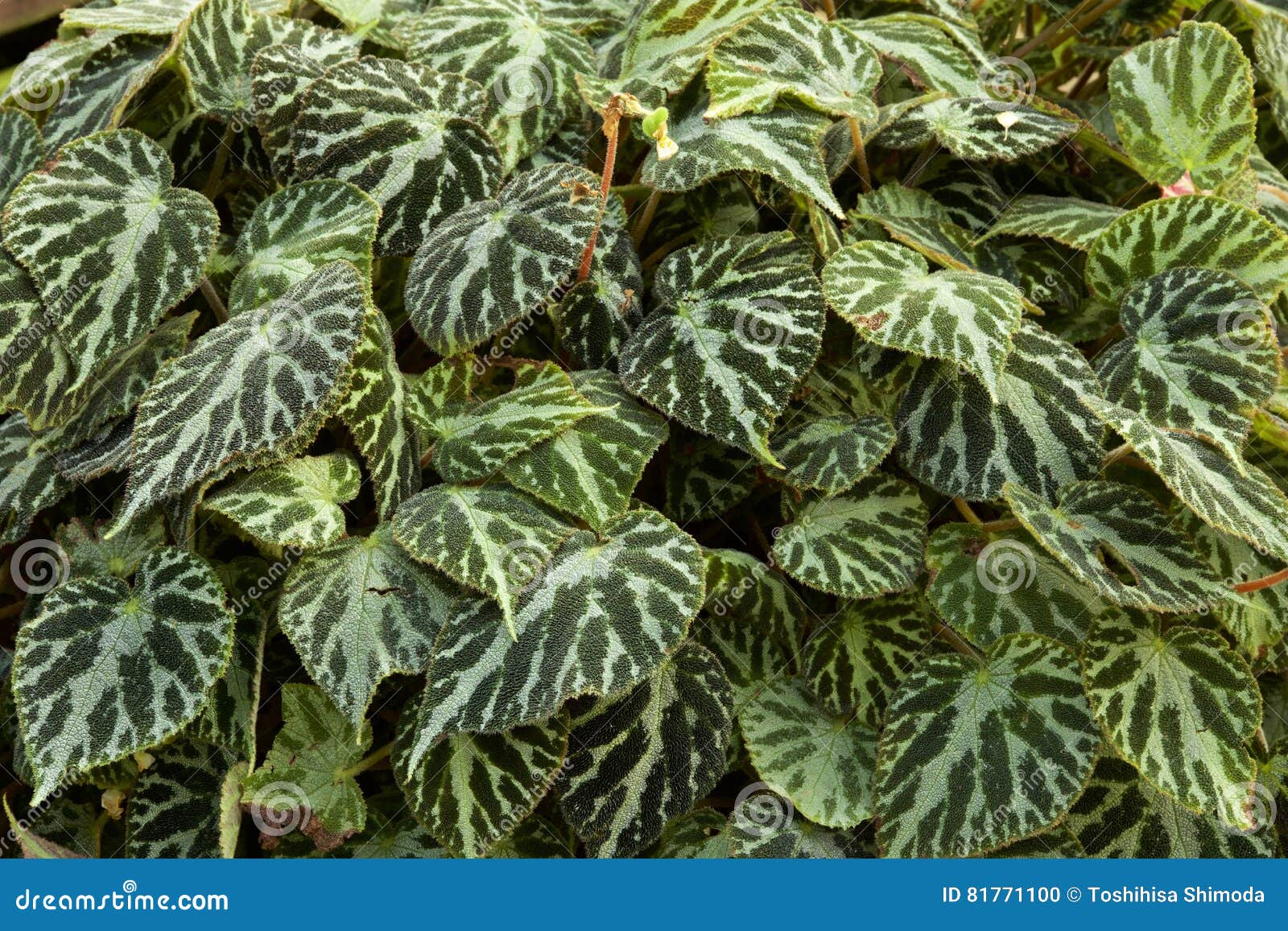 Begonia leaf stock photo. Image of plant, bouquet, beauty - 81771100