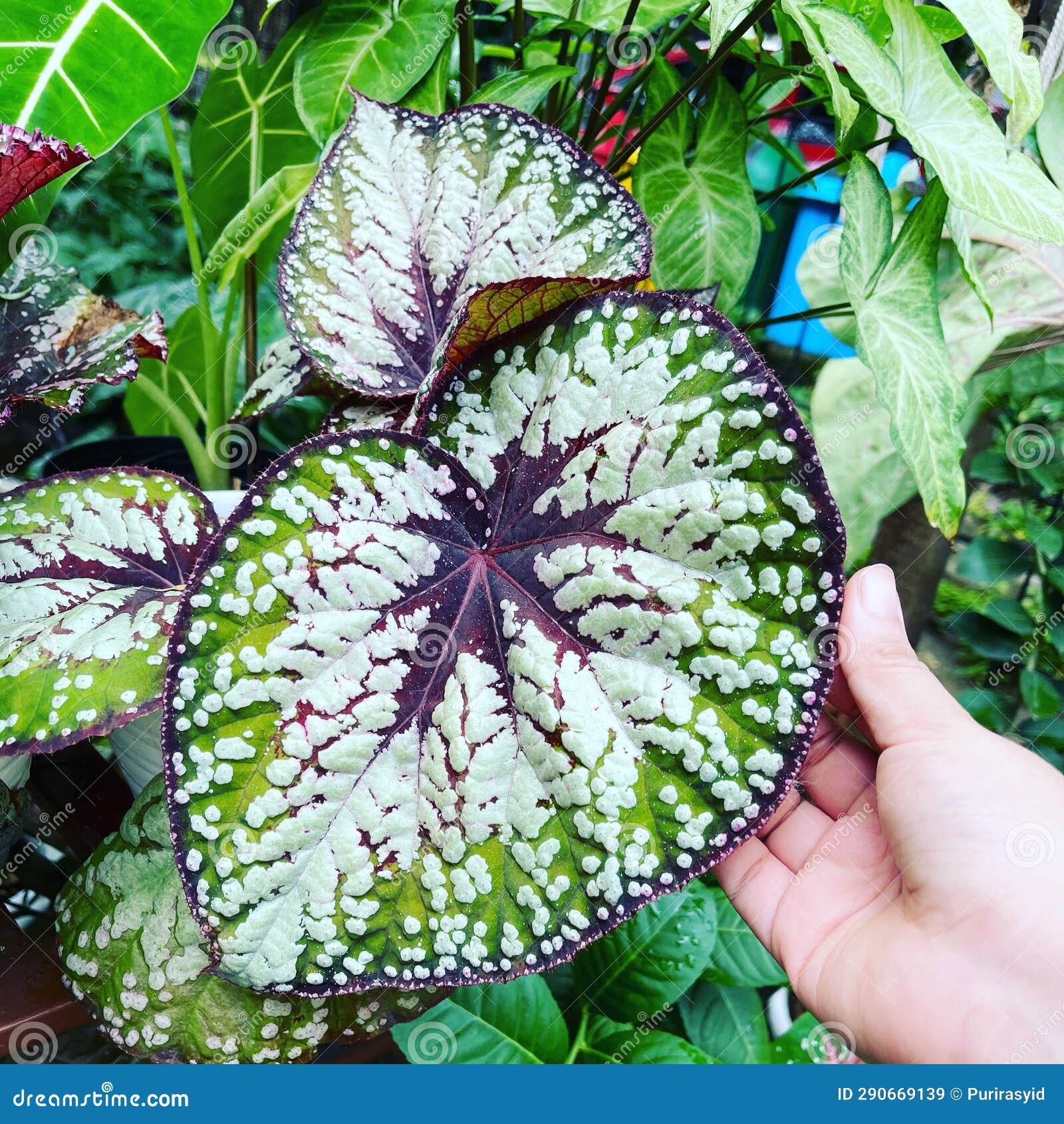 Begonia stock image. Image of plant, leaves, leaf, begonia - 290669139