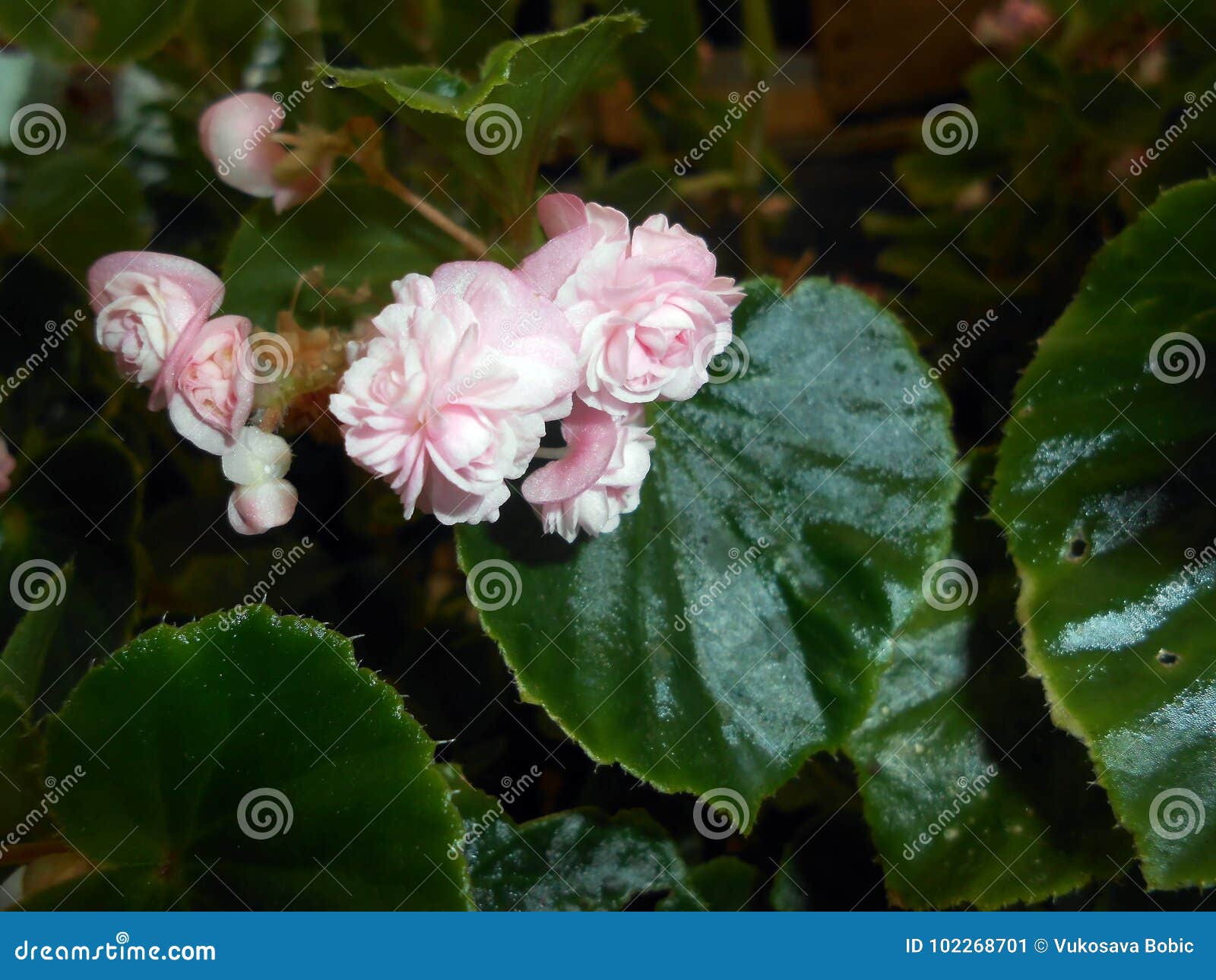 Begonia stock image. Image of shine, light, contrast - 102268701