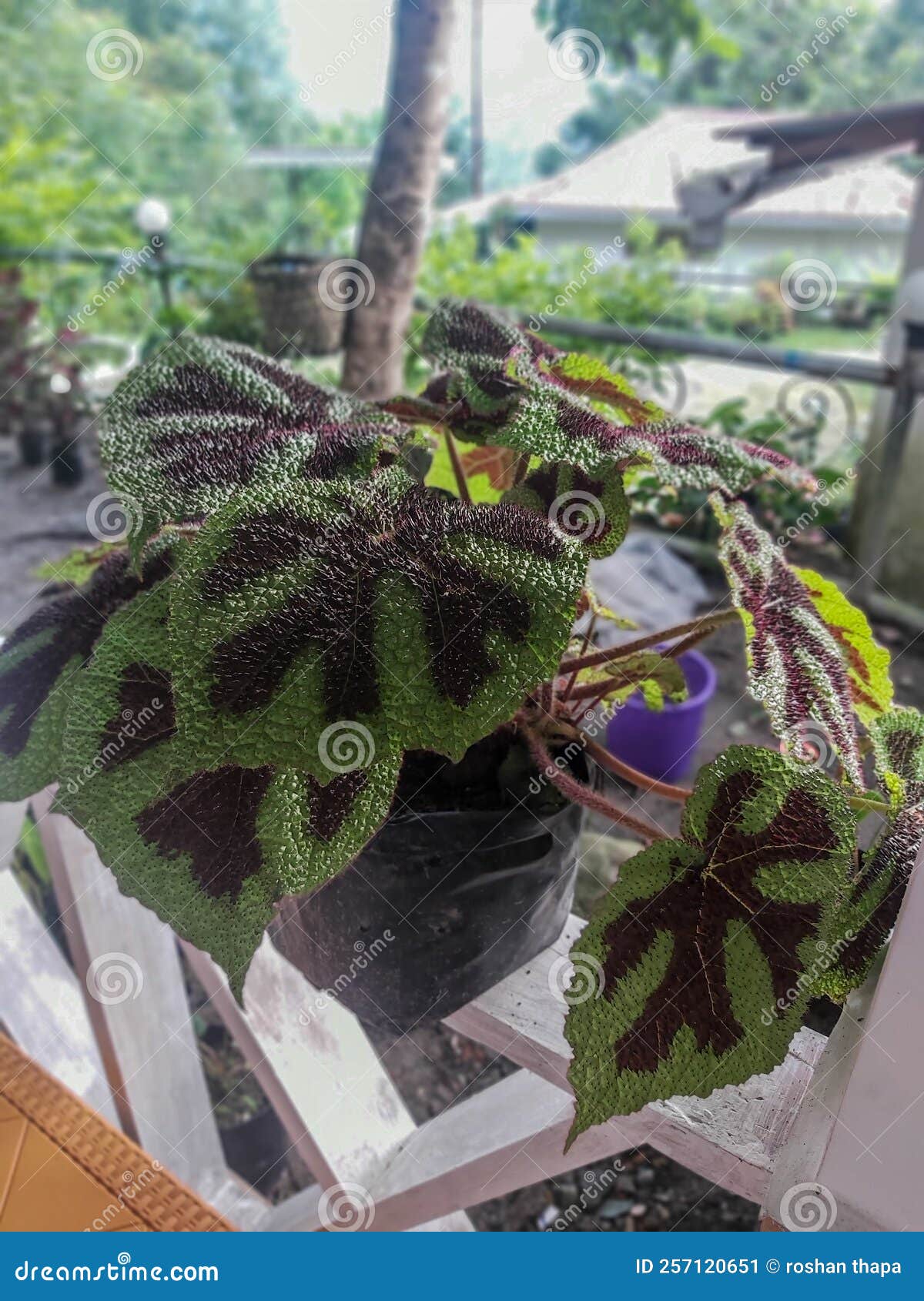 Begonia Masoniana - Iron Cross Begonia Stock Image - Image of plant ...