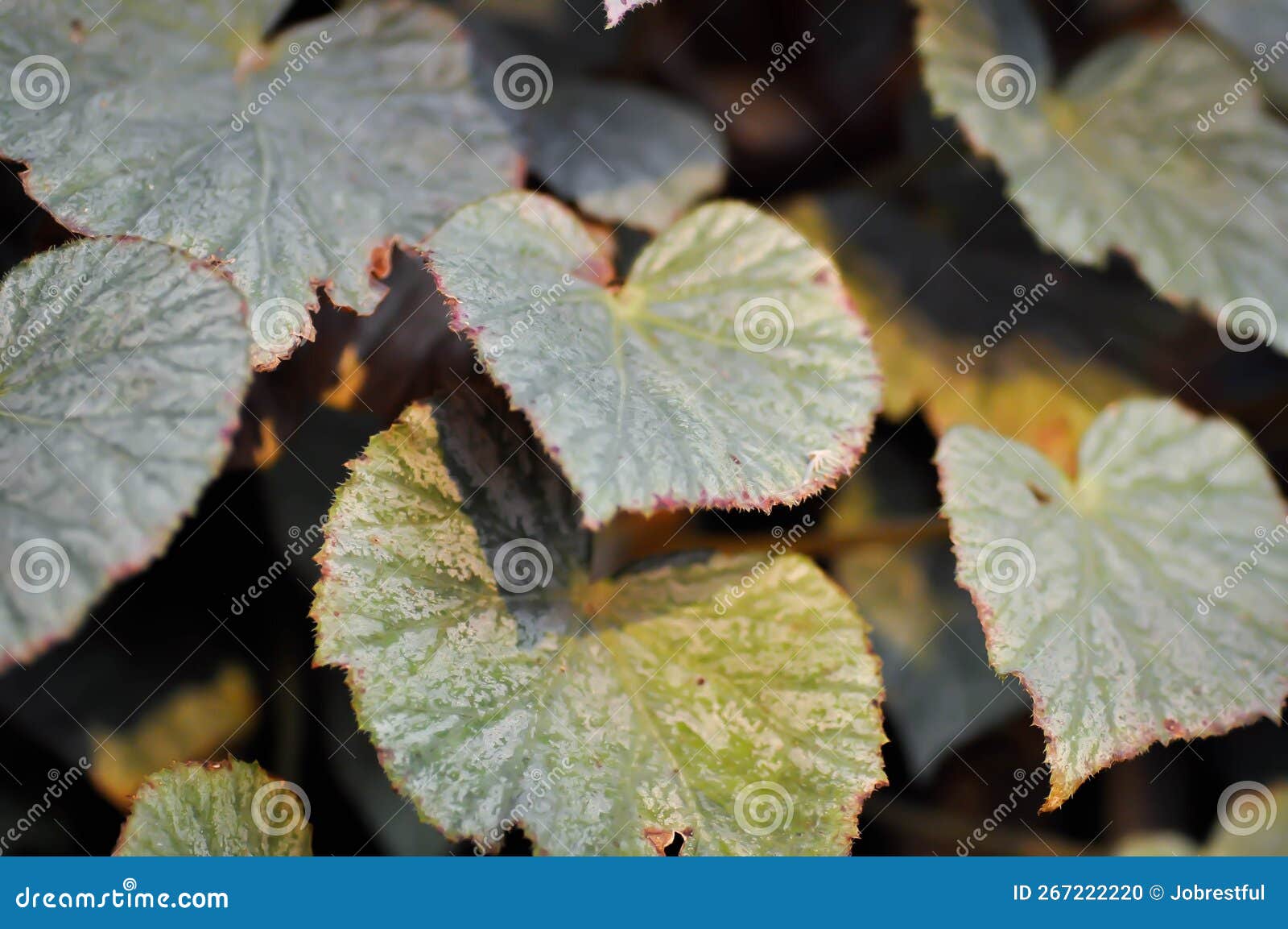 Begonia or Begonia Non Stop Mocca or Begonia Maculata ,Begonia Maculata ...
