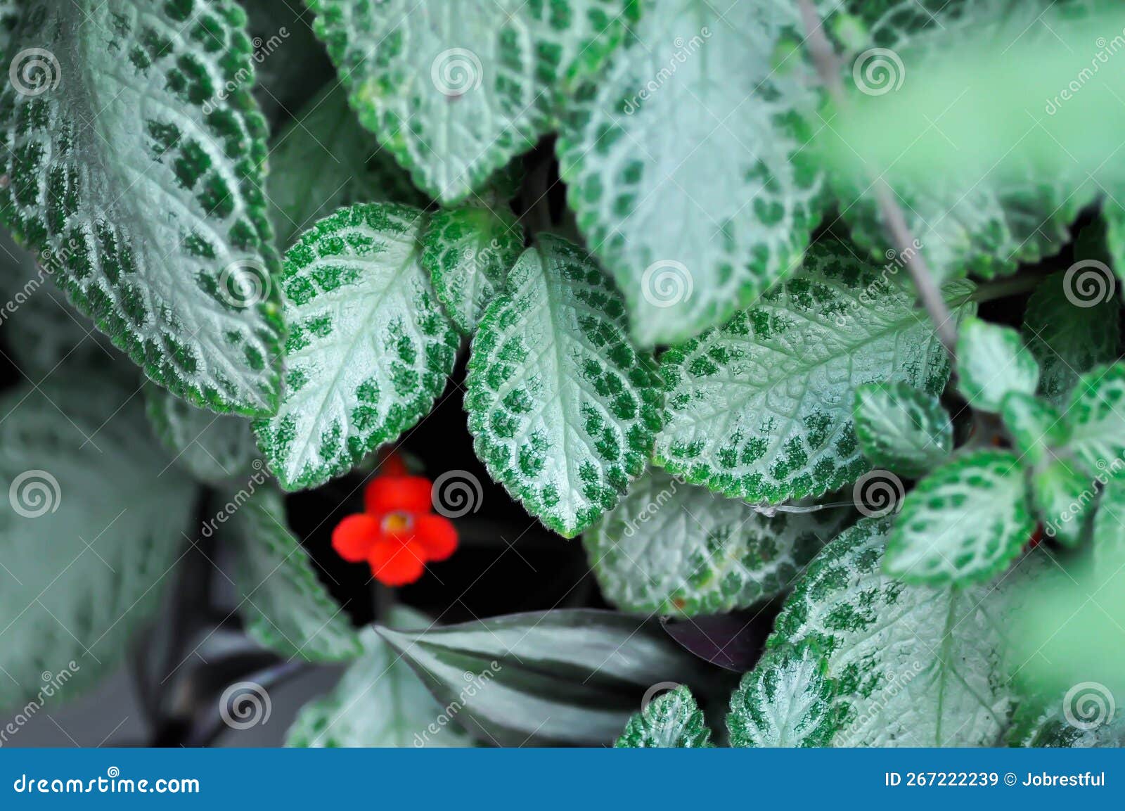 Begonia or Begonia Non Stop Mocca or Begonia Maculata ,Begonia Maculata ...