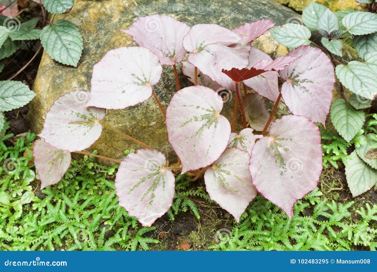 Begonia plant stock image. Image of nature, plant, houseplant - 102483295