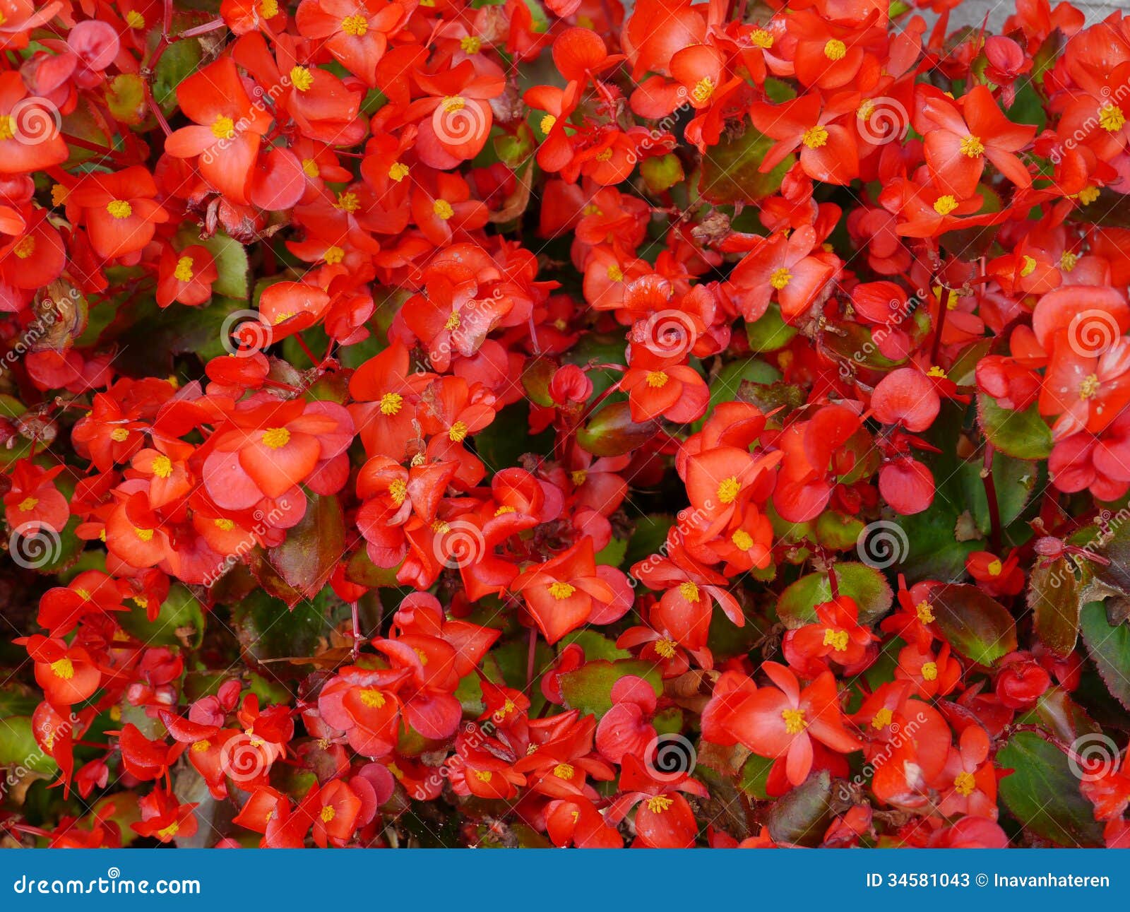 Begonia plants stock image. Image of garden, summertime - 34581043