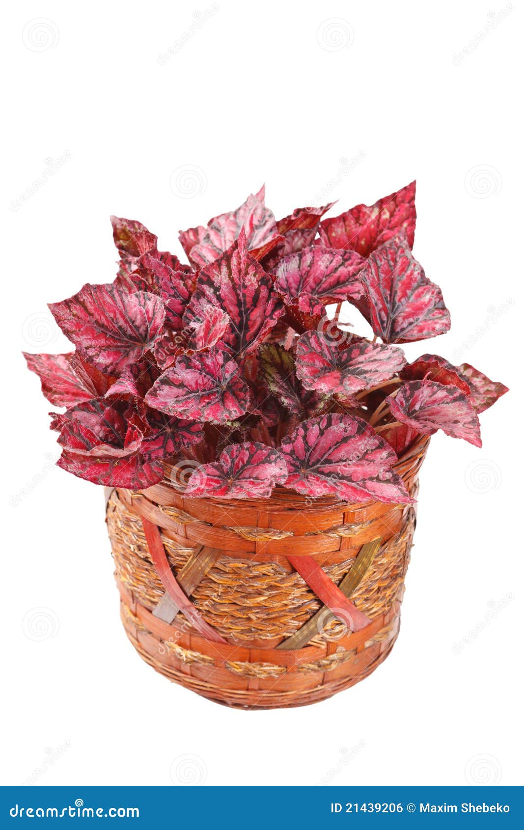 Begonia in pot stock photo. Image of leaf, green, dirt - 21439206