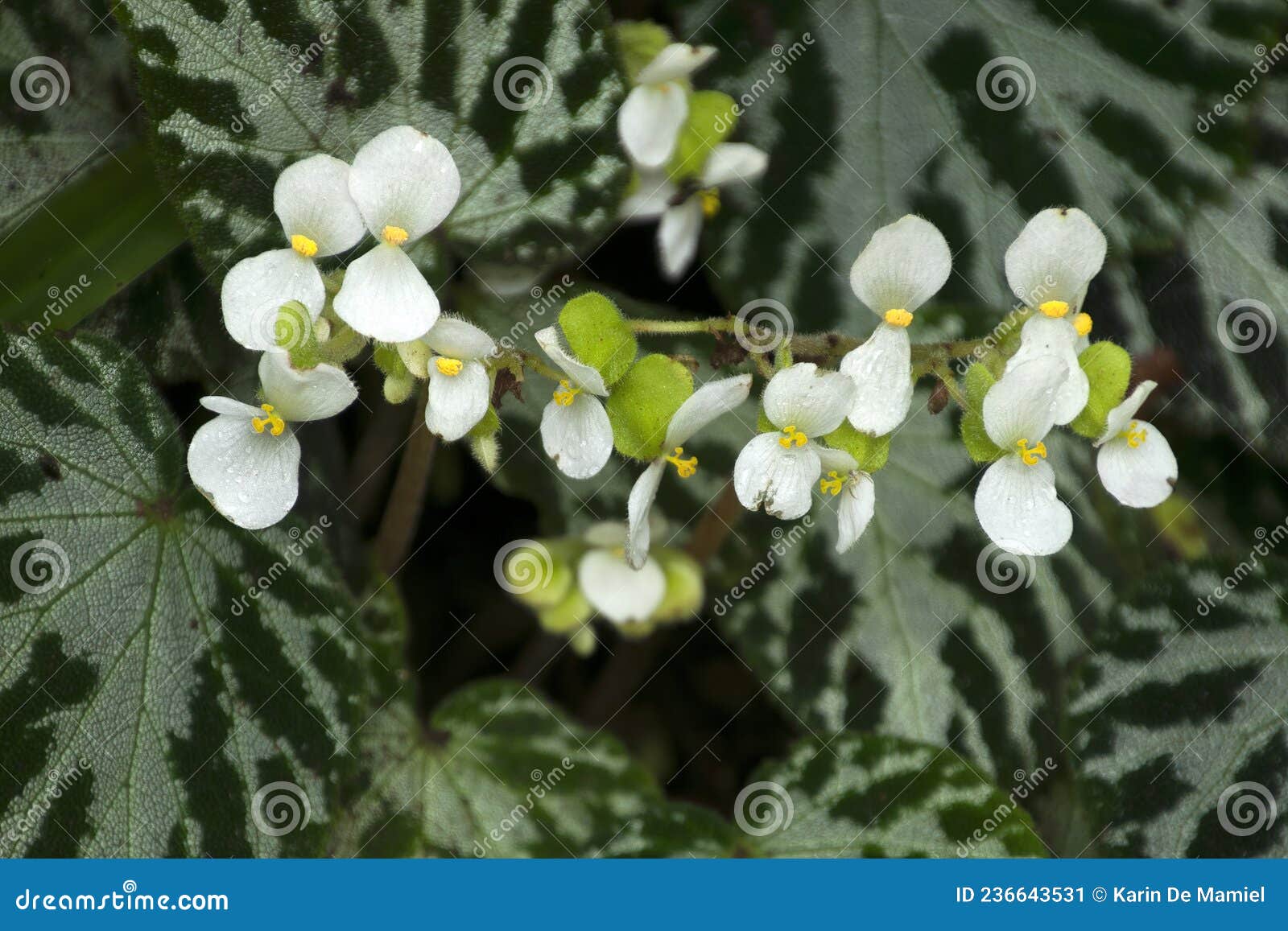 White Flowers of a Begonia Pustulata Against Its Distinctive Textured ...