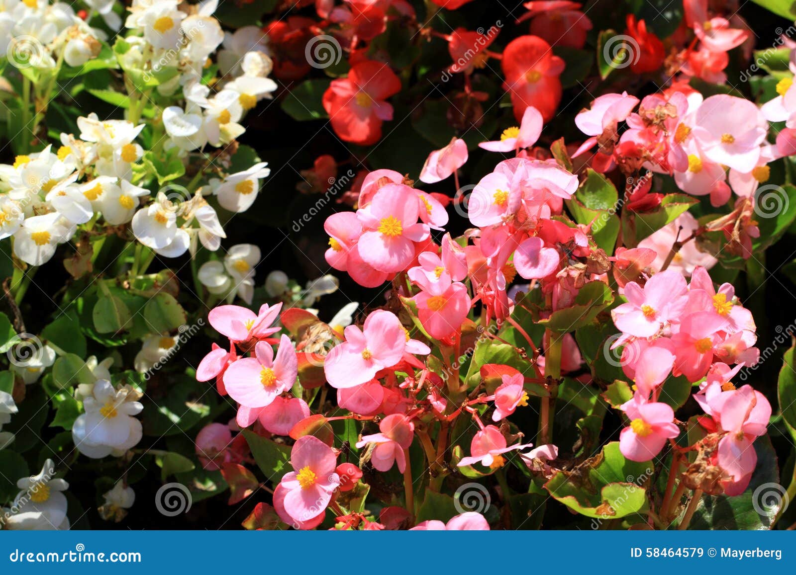 Begonia is a Real Border Plant Stock Image - Image of pink, blossom ...