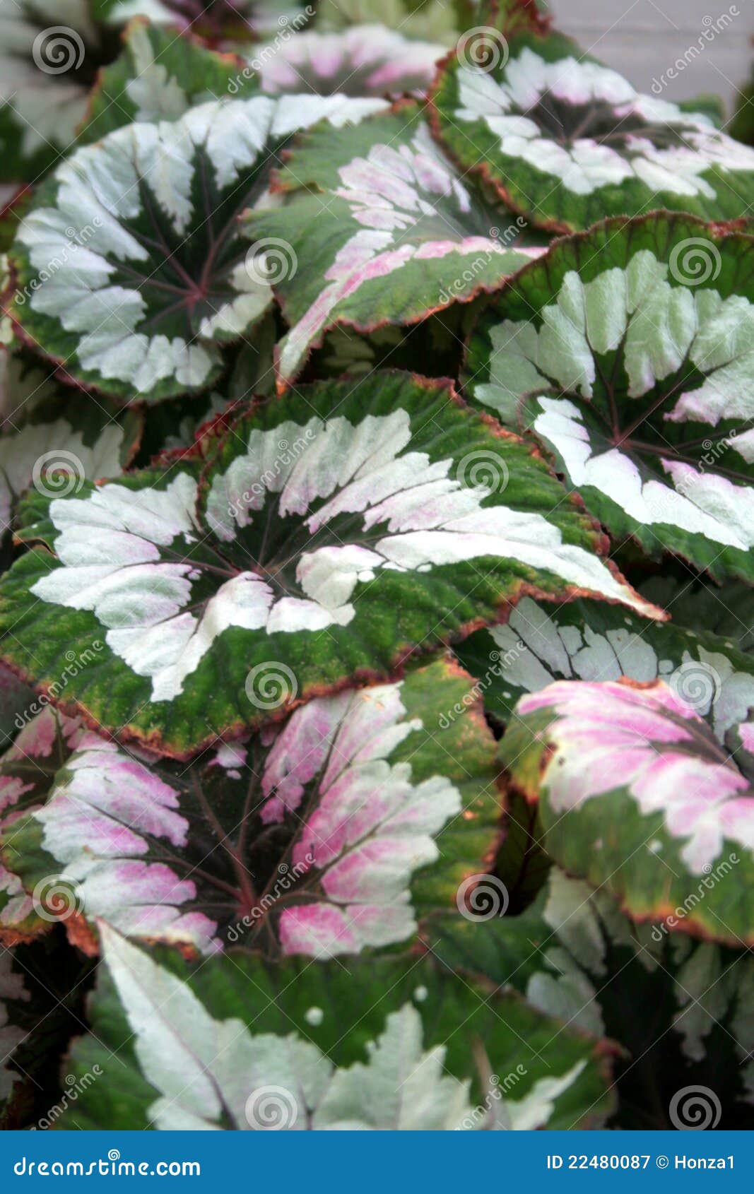 Begonia rex cultorum stock image. Image of beauty, decorative - 22480087