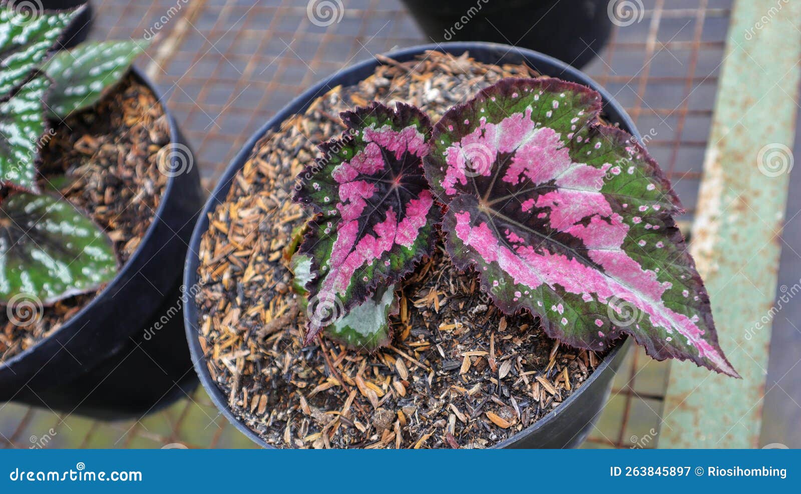 Begonia Rex or Begonia King, One of a Kind Begonia Exotic Plant Stock ...