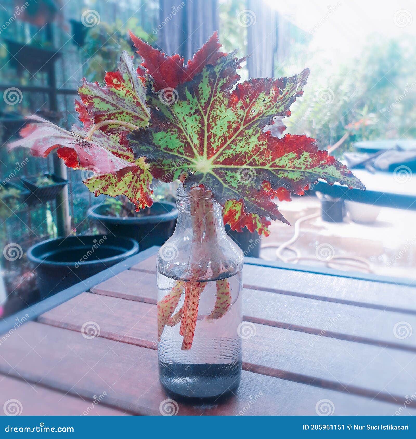 Bee Rex Stock Photos - Free & Royalty-Free Stock Photos from Dreamstime