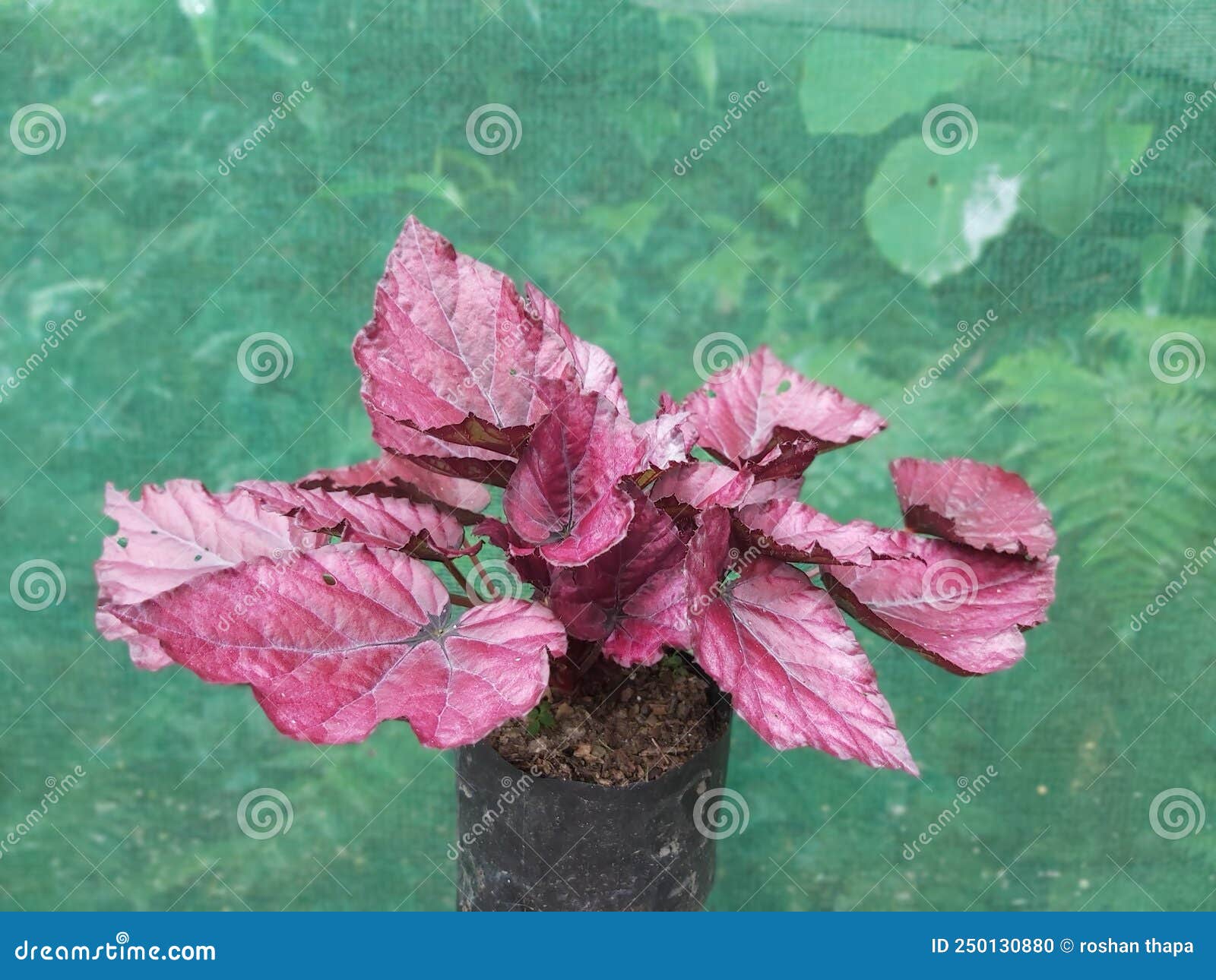 Begonia rex Red Bull - stock photo. Image of begonia - 250130880