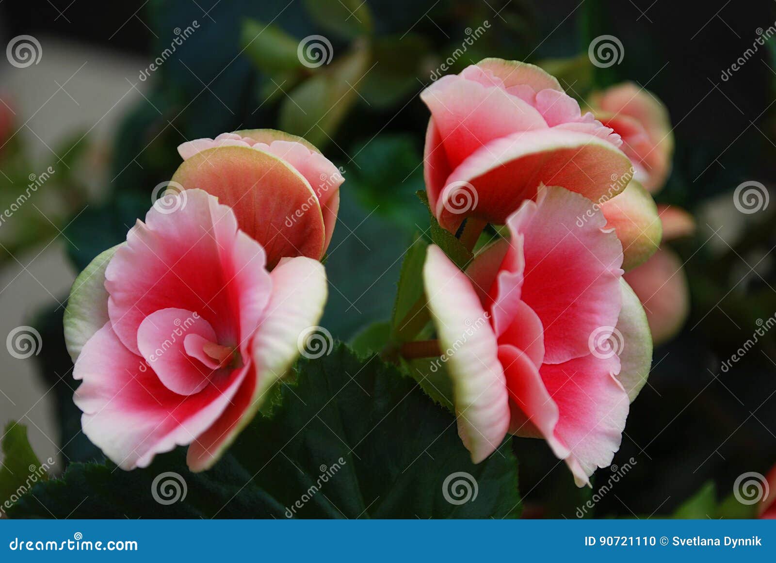 Begonia stock photo. Image of begonia, buds, room, petals - 90721110