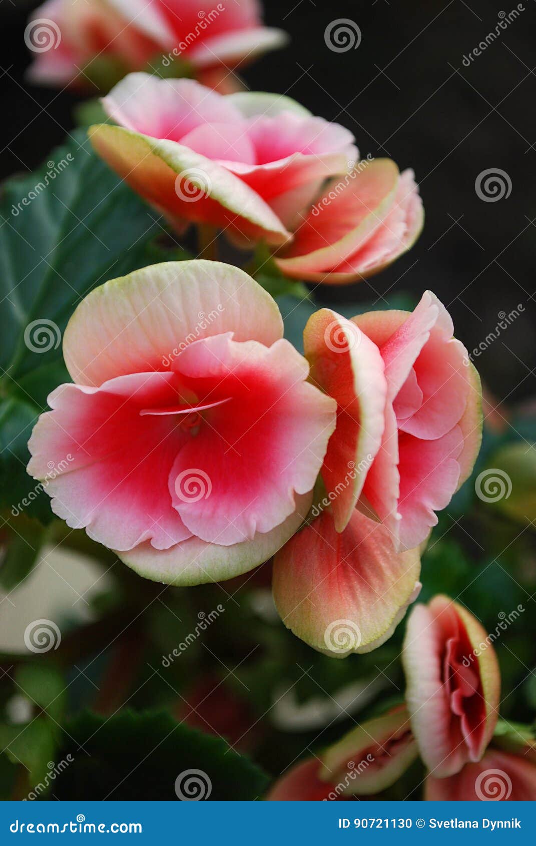 Begonia stock photo. Image of petals, plants, room, buds - 90721130