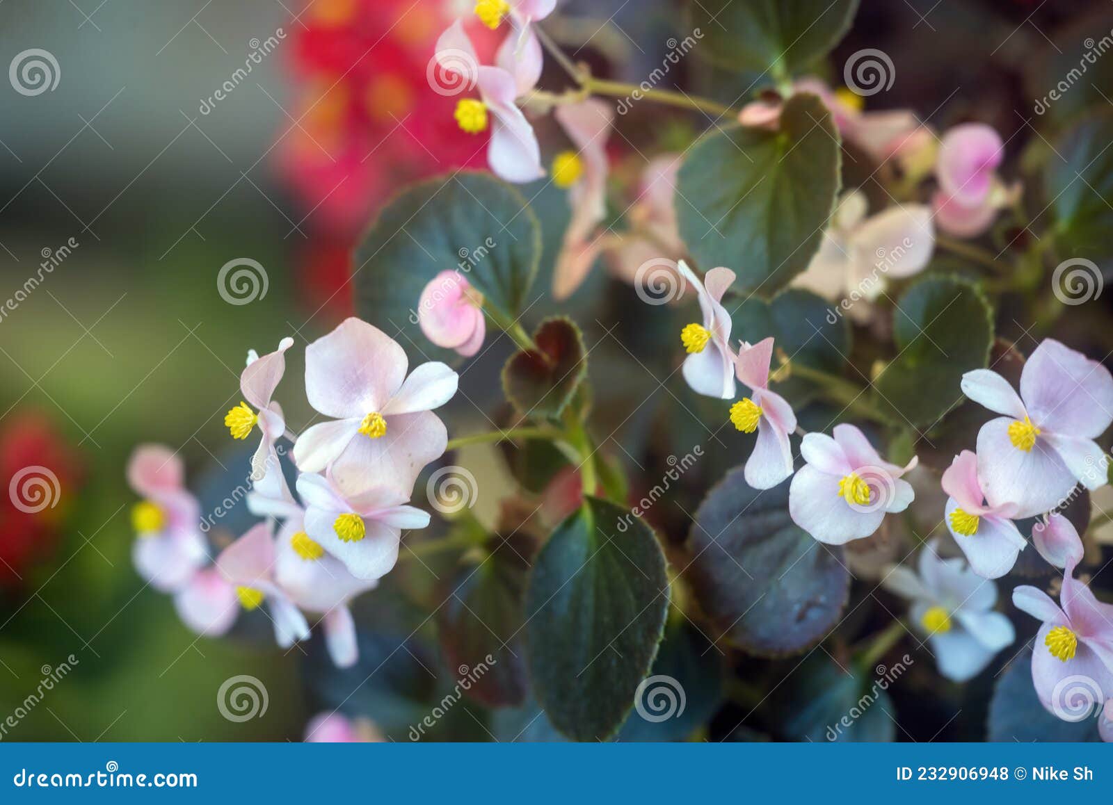 Begonia Semperflorens Blumen Stockfoto - Bild von rosa, blumen: 232906948